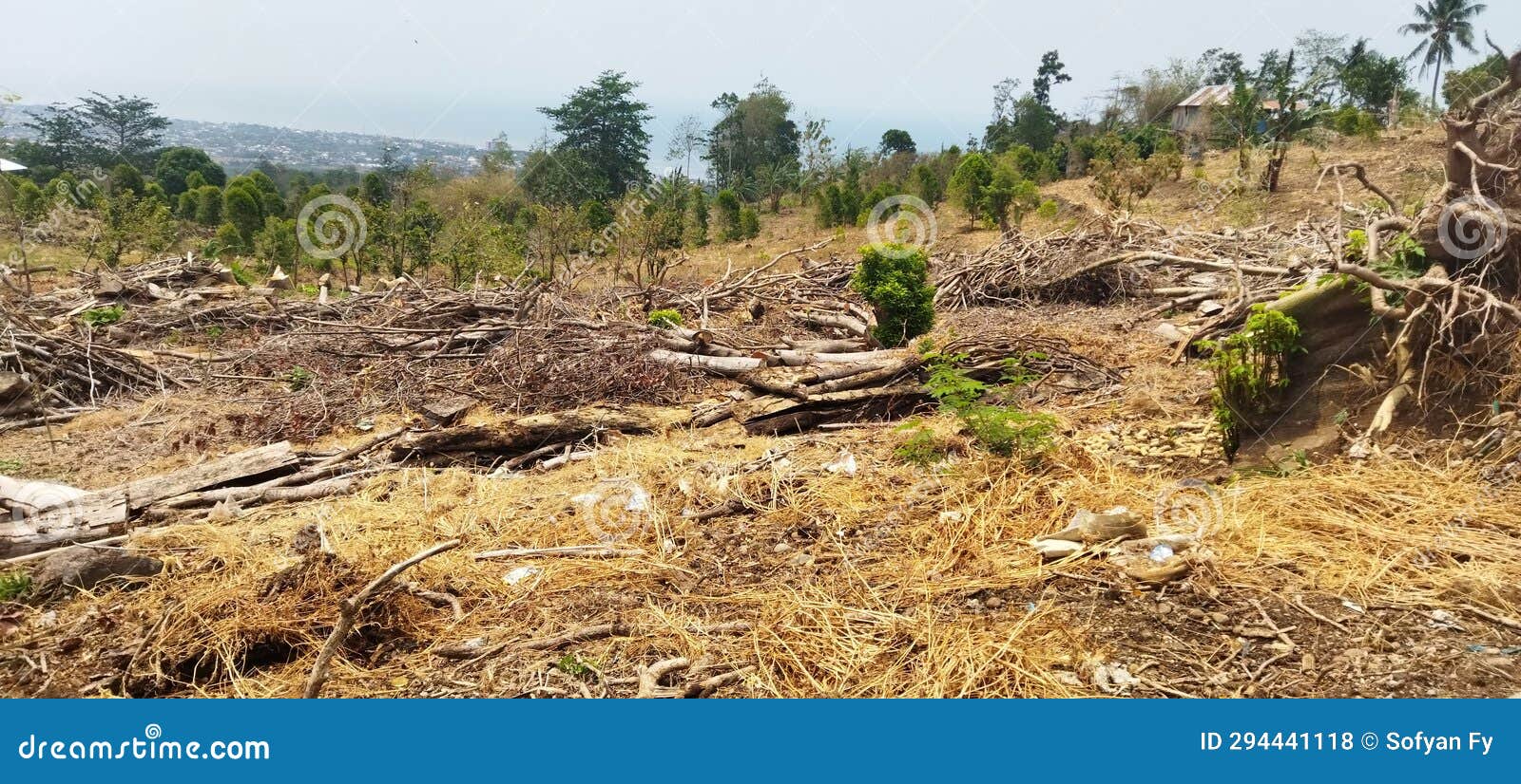 Deforested Forrest Illegal Logging Flood Stock Photo - Image of ...