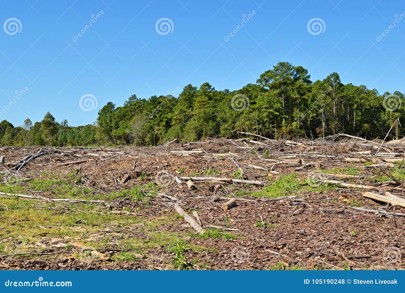 Deforested Land Cleared by Machinery Stock Photo - Image of ...