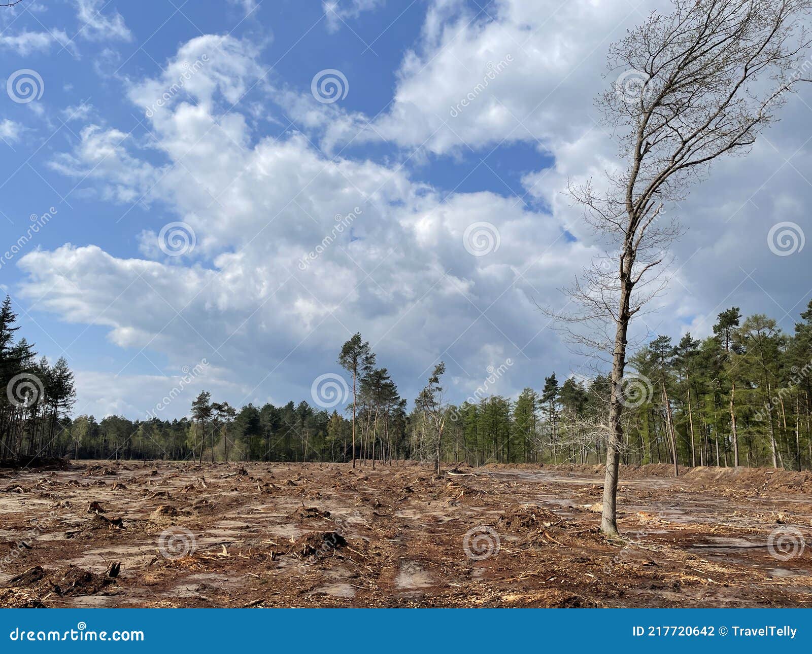 Deforesting around Vorden stock photo. Image of nature - 217720642