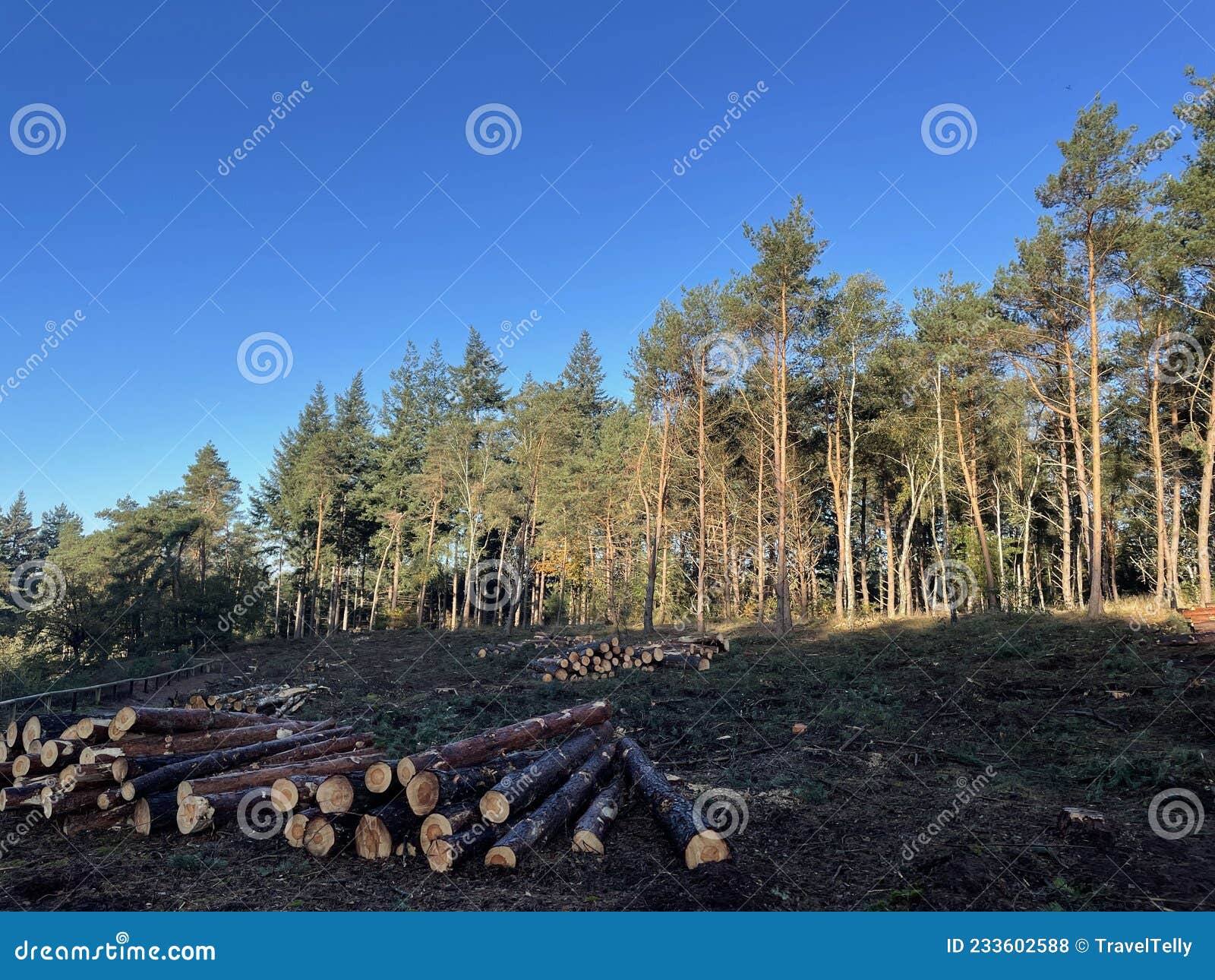 Deforesting at the Lemelerberg Stock Photo - Image of blue, lemelerberg ...