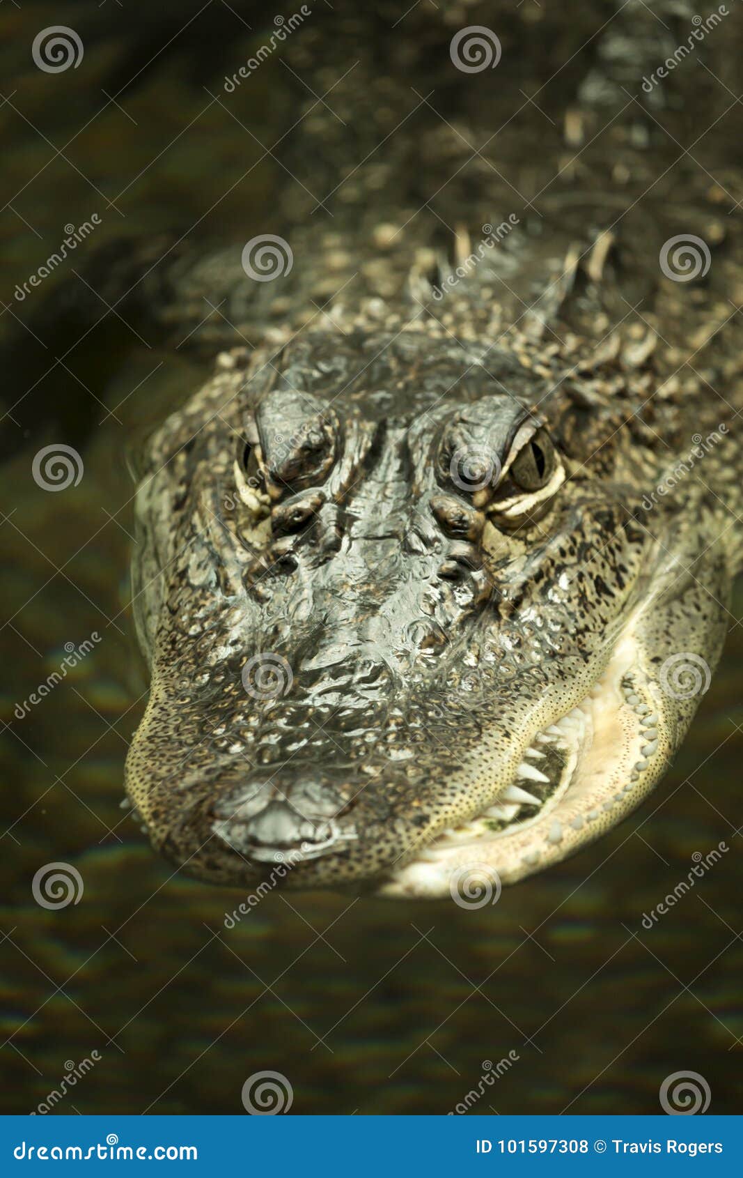 Deformed Alligator stock photo. Image of water, teeth - 101597308
