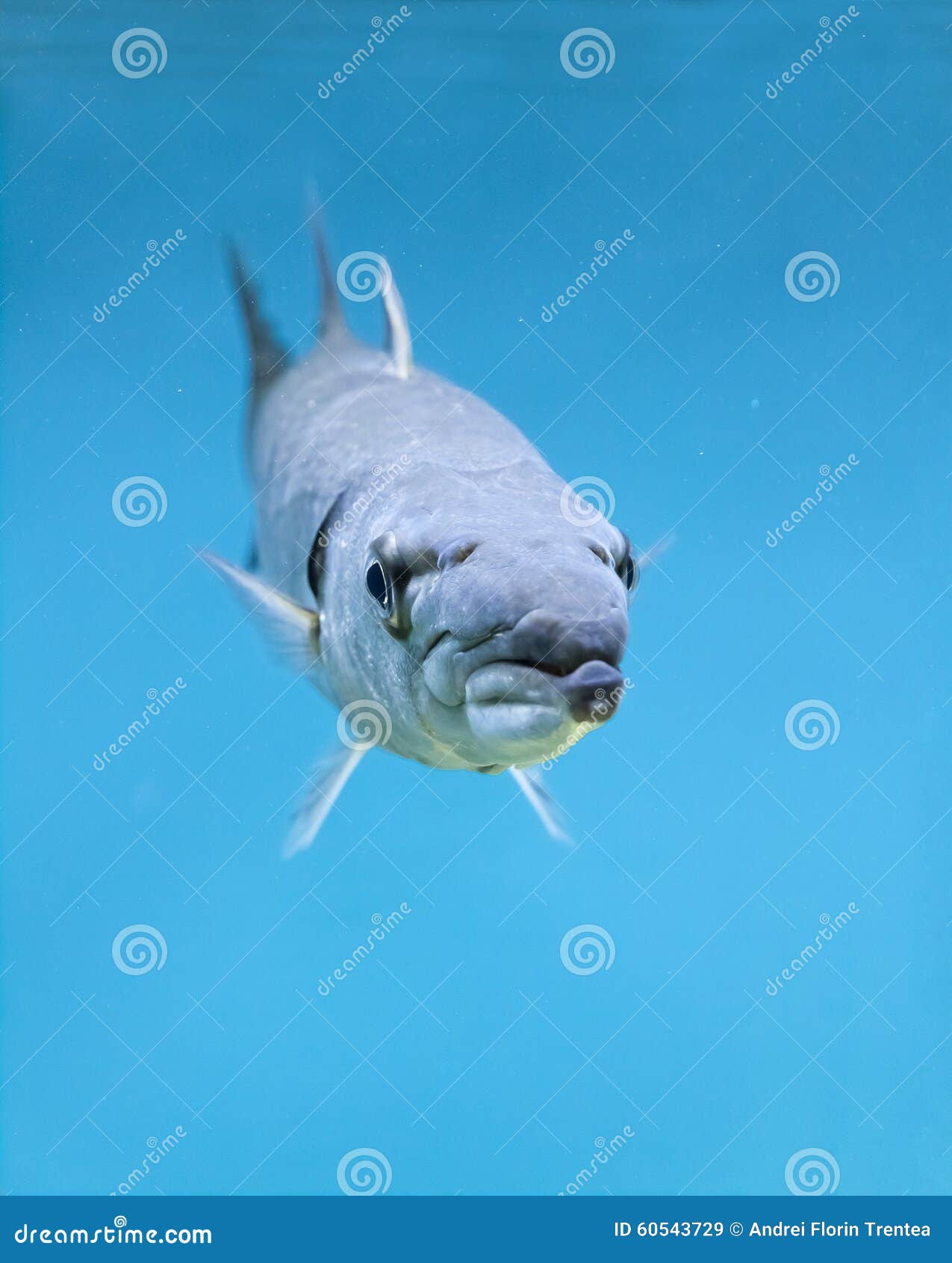 Deformed barracuda fish stock image. Image of reef, face - 60543729