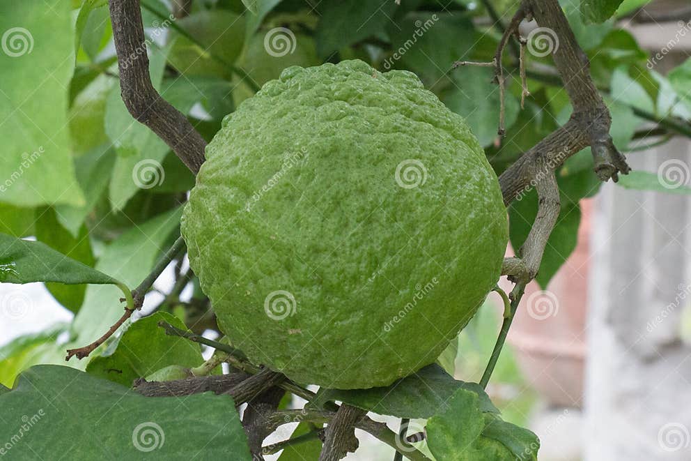 Deformed lemon fruit. stock photo. Image of garden, unusual - 87700104