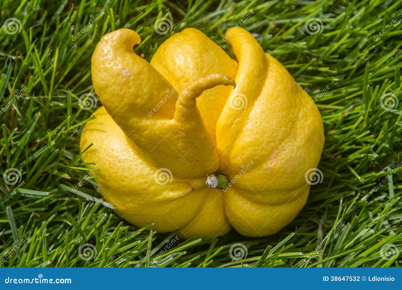 Deformed lemon side view stock photo. Image of evil, geneticist - 38647532