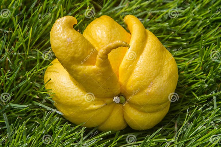 Deformed lemon side view stock photo. Image of evil, geneticist - 38647532