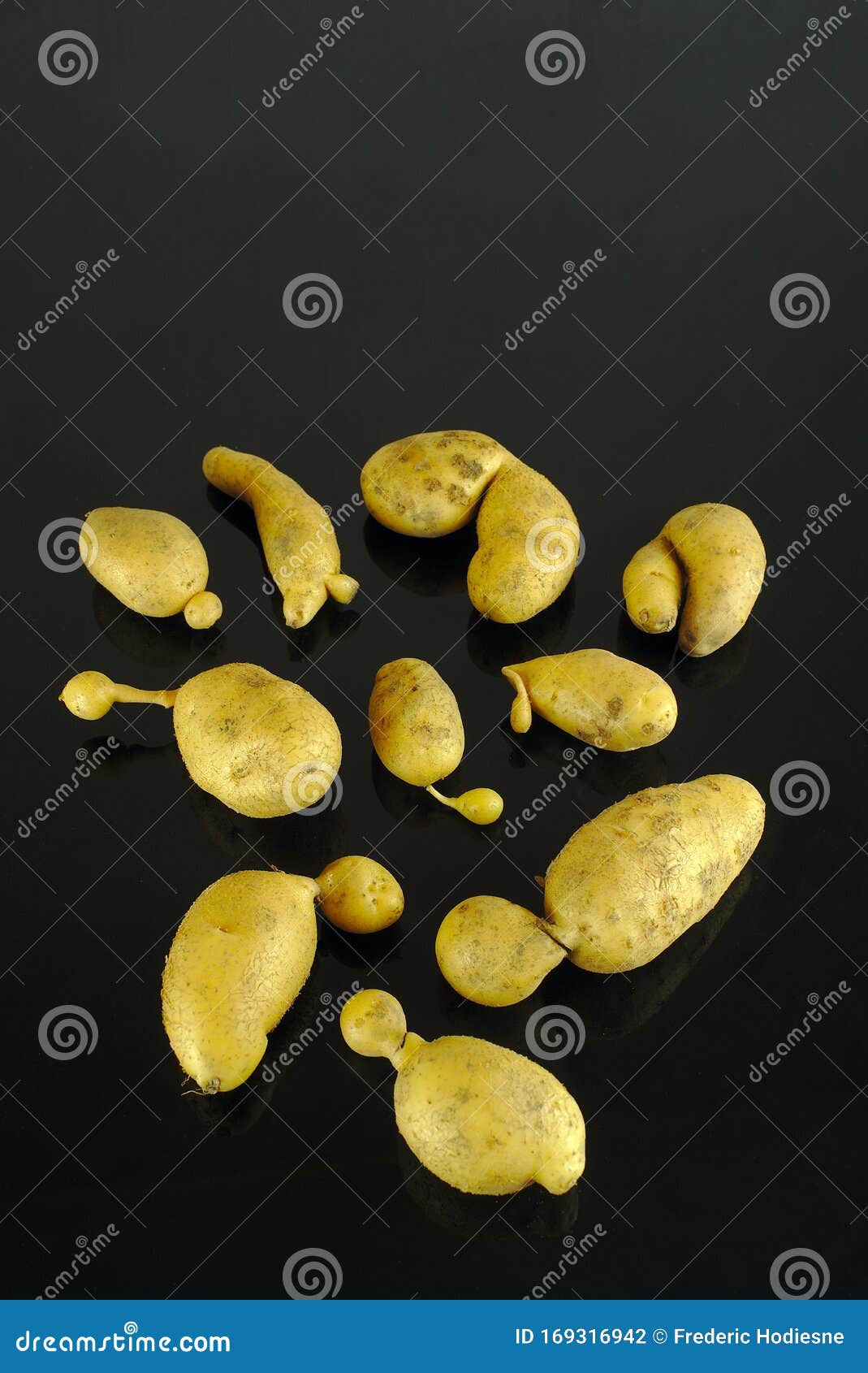 Deformed organic potato stock photo. Image of gardening - 169316942