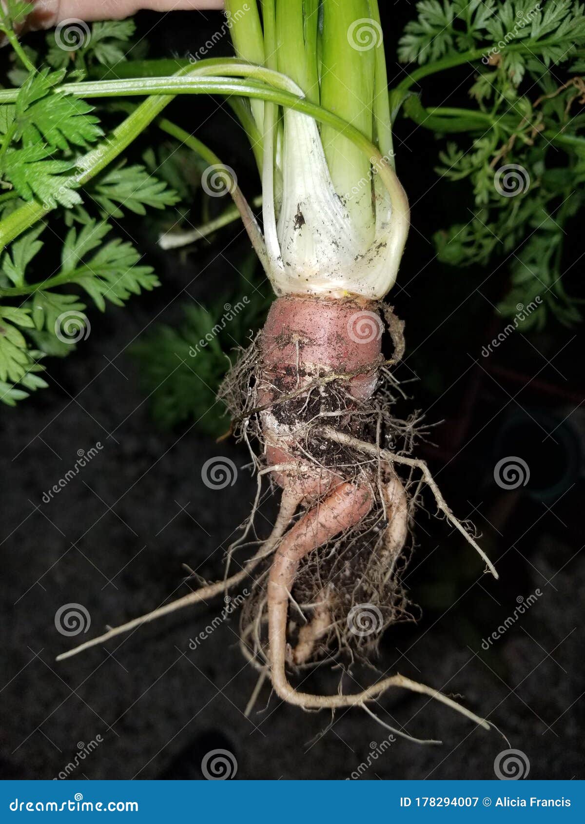 Deformed Plants from a Garden that Travelled To Different Climates ...