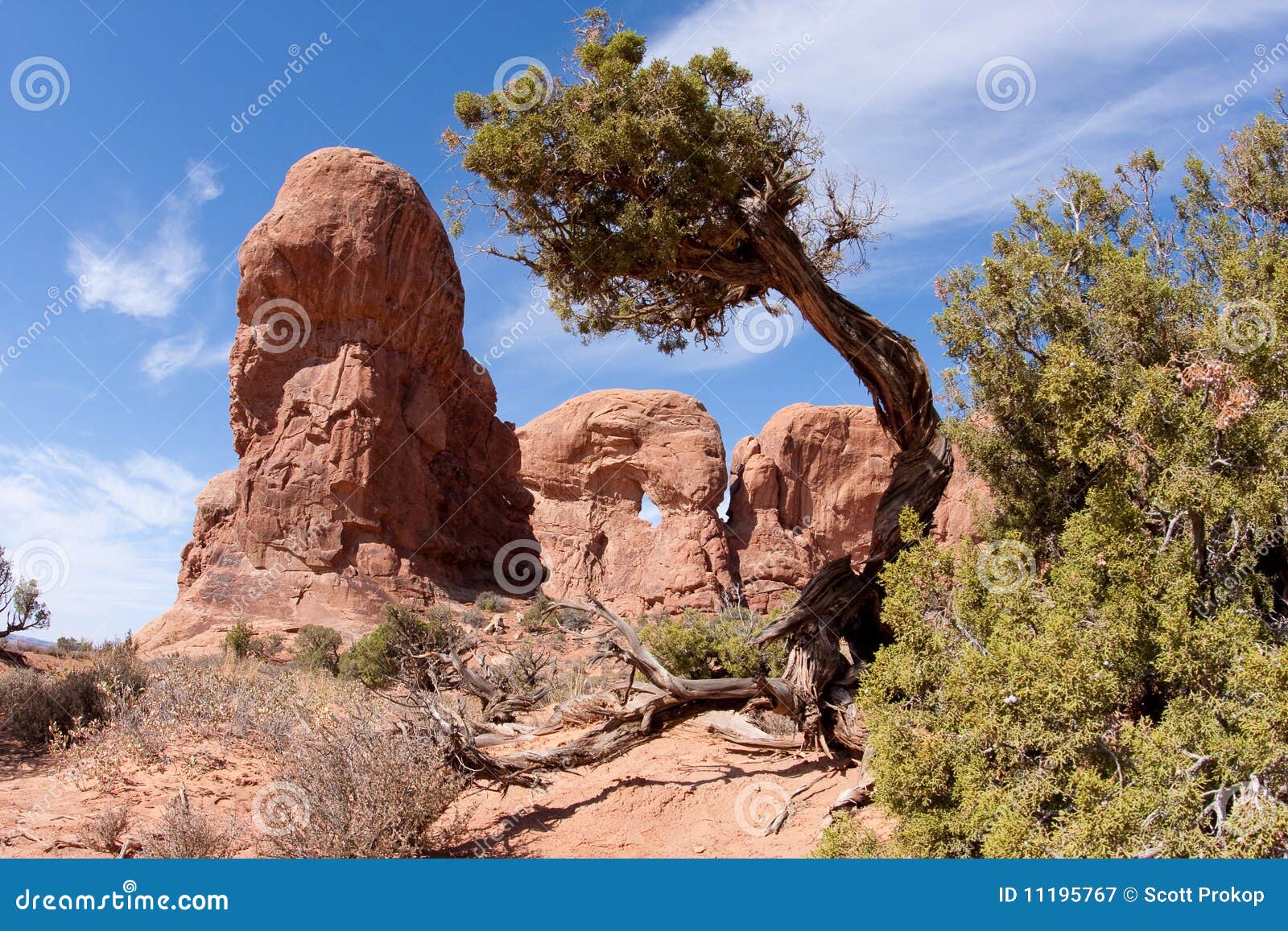 Deformed Tree in Desert stock image. Image of natural - 11195767