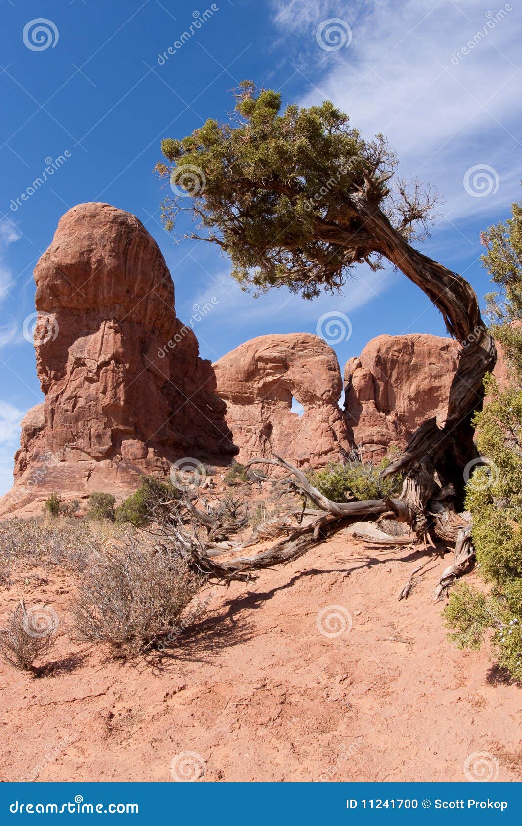 Deformed Tree in Desert stock photo. Image of blue, outdoors - 11241700