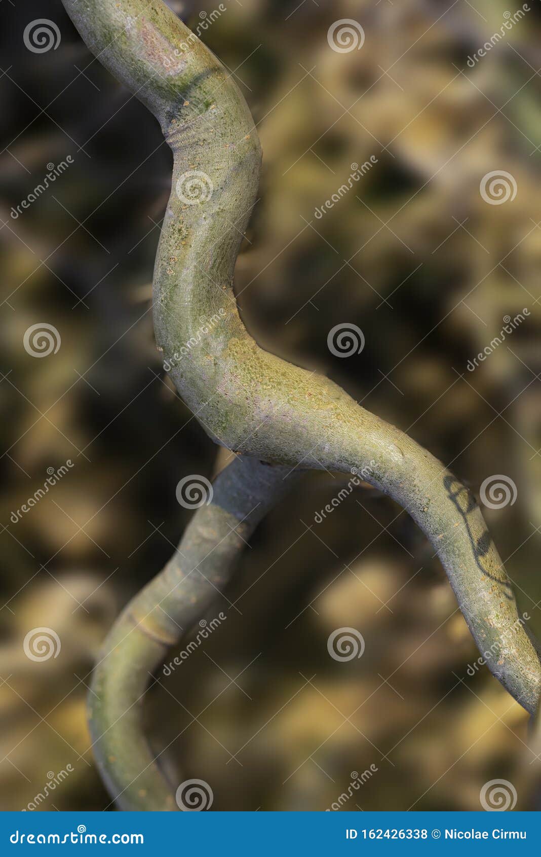 Deformed Tree In The Forest On The Way To Knappen Hill, Vestfold ...
