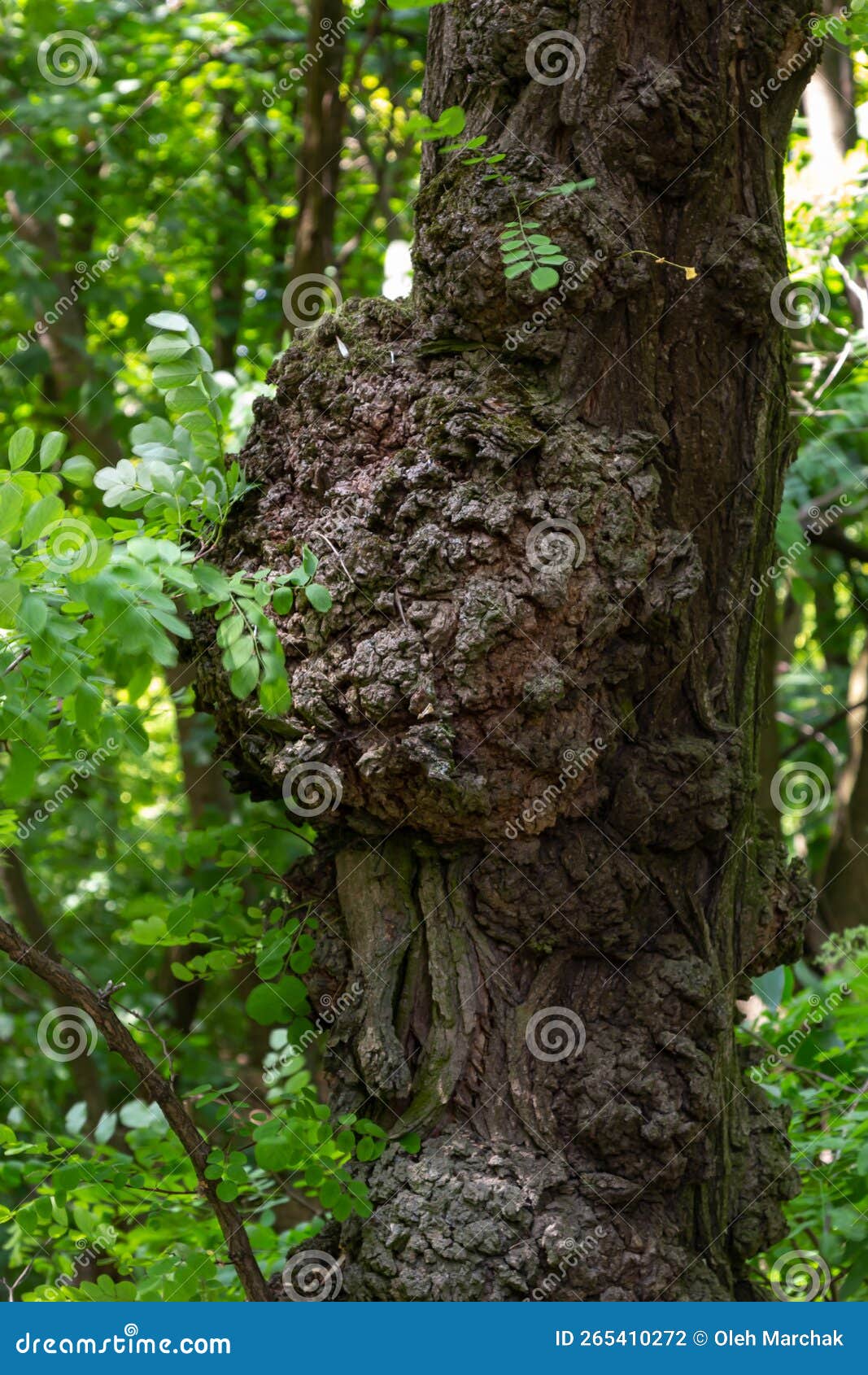 Deformed Trunk of a Thick Old Tree with Painful Growths on a Blurred ...