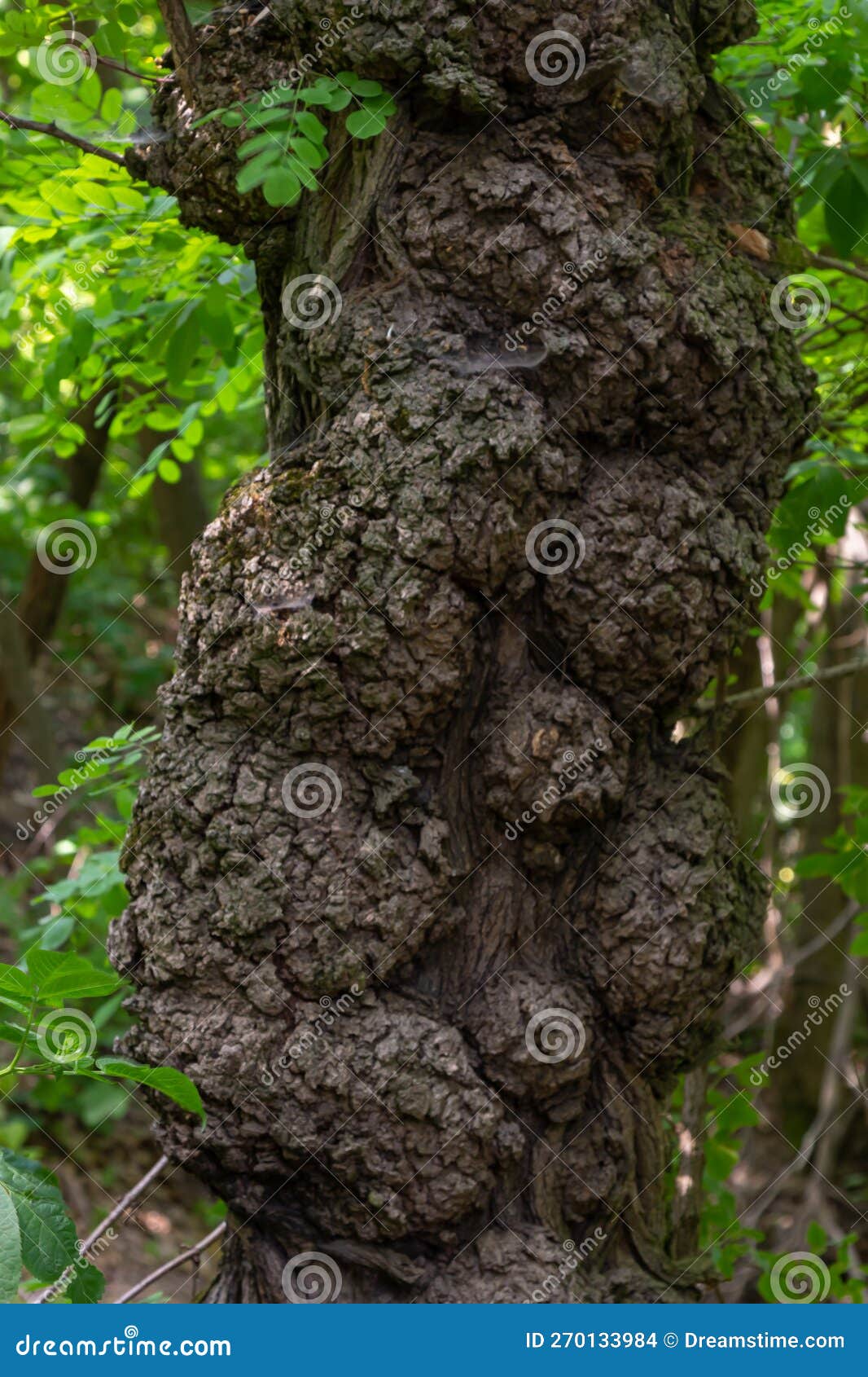 Deformed Trunk of a Thick Old Tree with Painful Growths on a Blurred ...