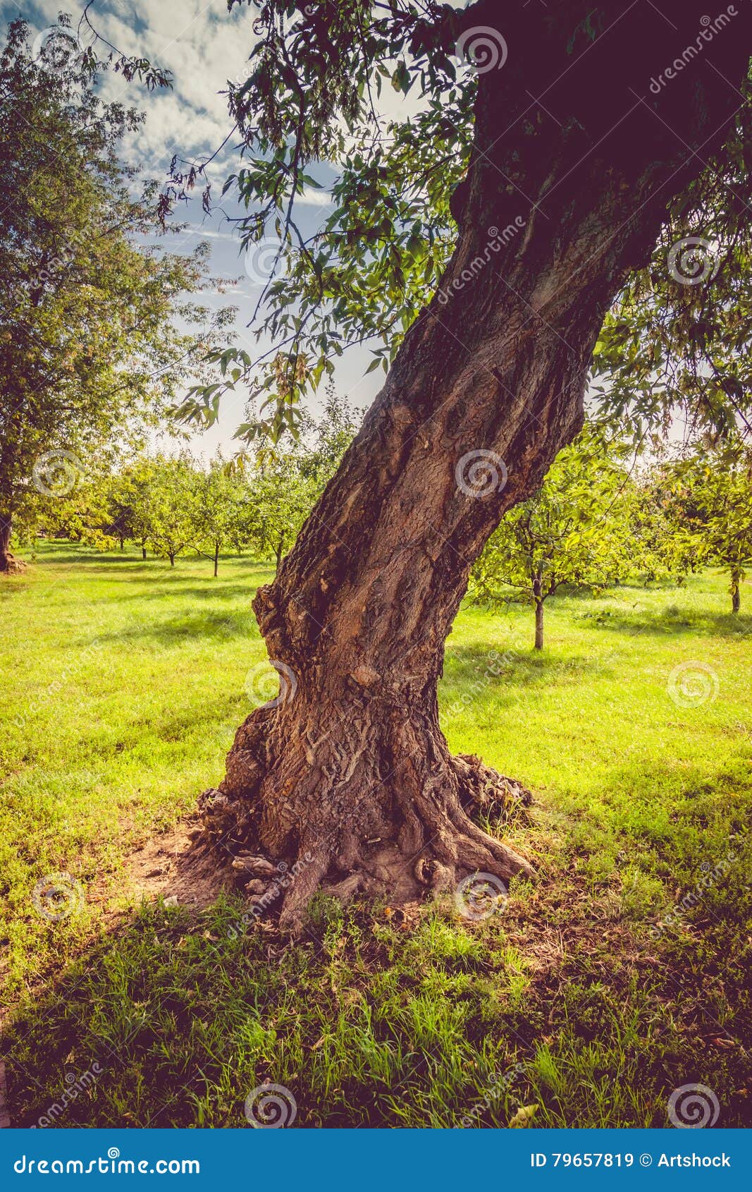 Deformed Trunk Tree Filtered Stock Image - Image of deformed, sinister ...