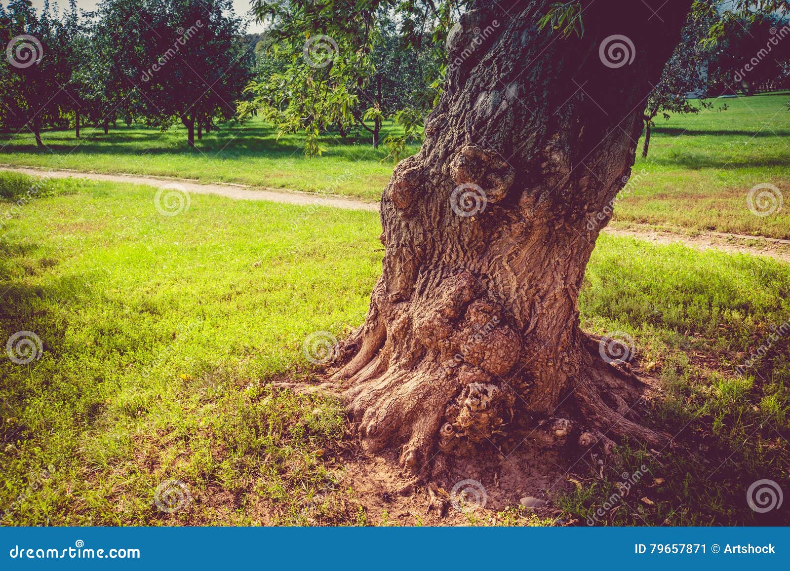 Deformed Trunk Tree Filtered Stock Image - Image of dark, deformed ...