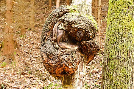 Deformed trunk tree stock photo. Image of large, dark - 80971188