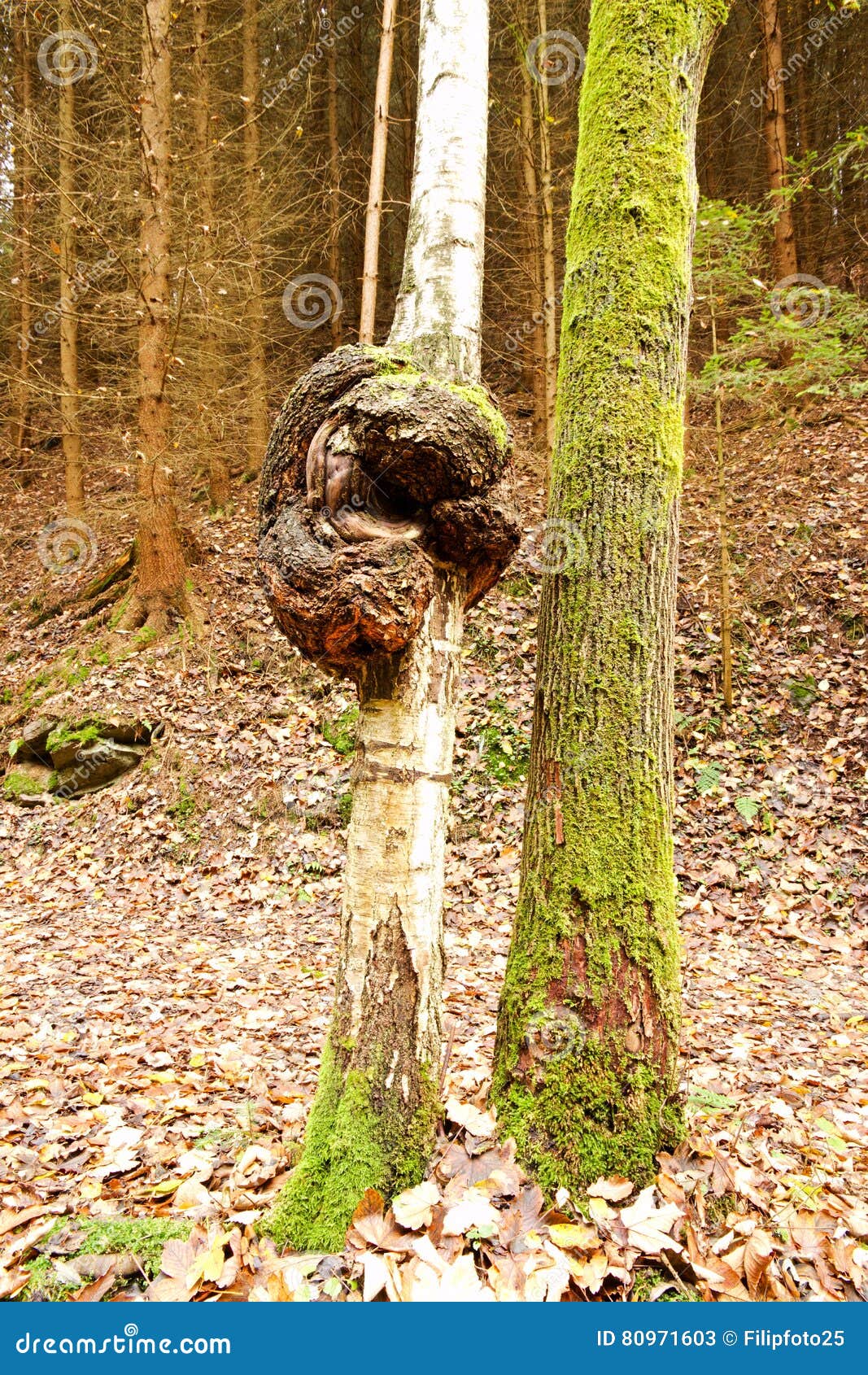 Deformed trunk tree stock image. Image of horror, branches - 80971603