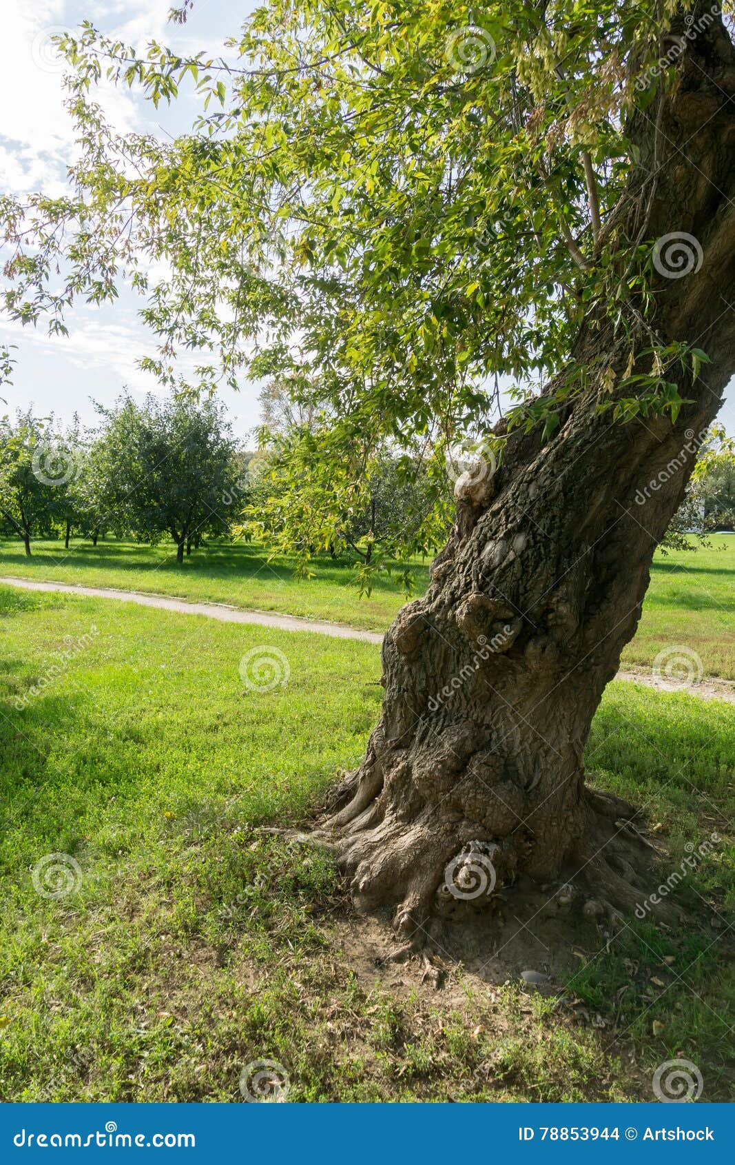 Deformed Trunk Tree stock photo. Image of lone, nature - 78853944