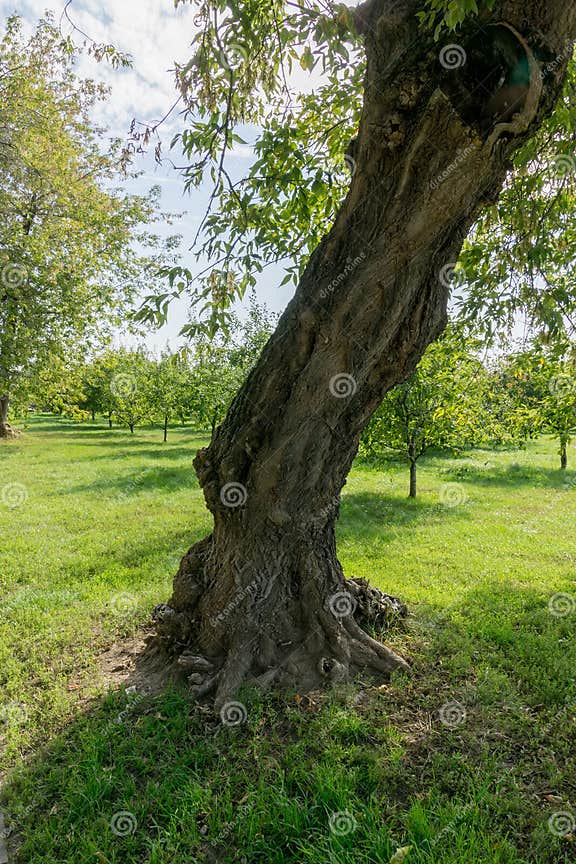 Deformed Trunk Tree stock image. Image of black, branches - 79192009