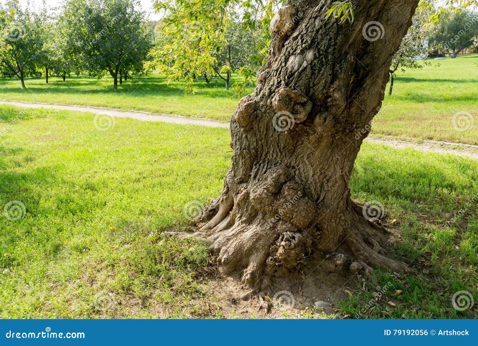 Deformed Trunk Tree stock photo. Image of holiday, horror - 79192056