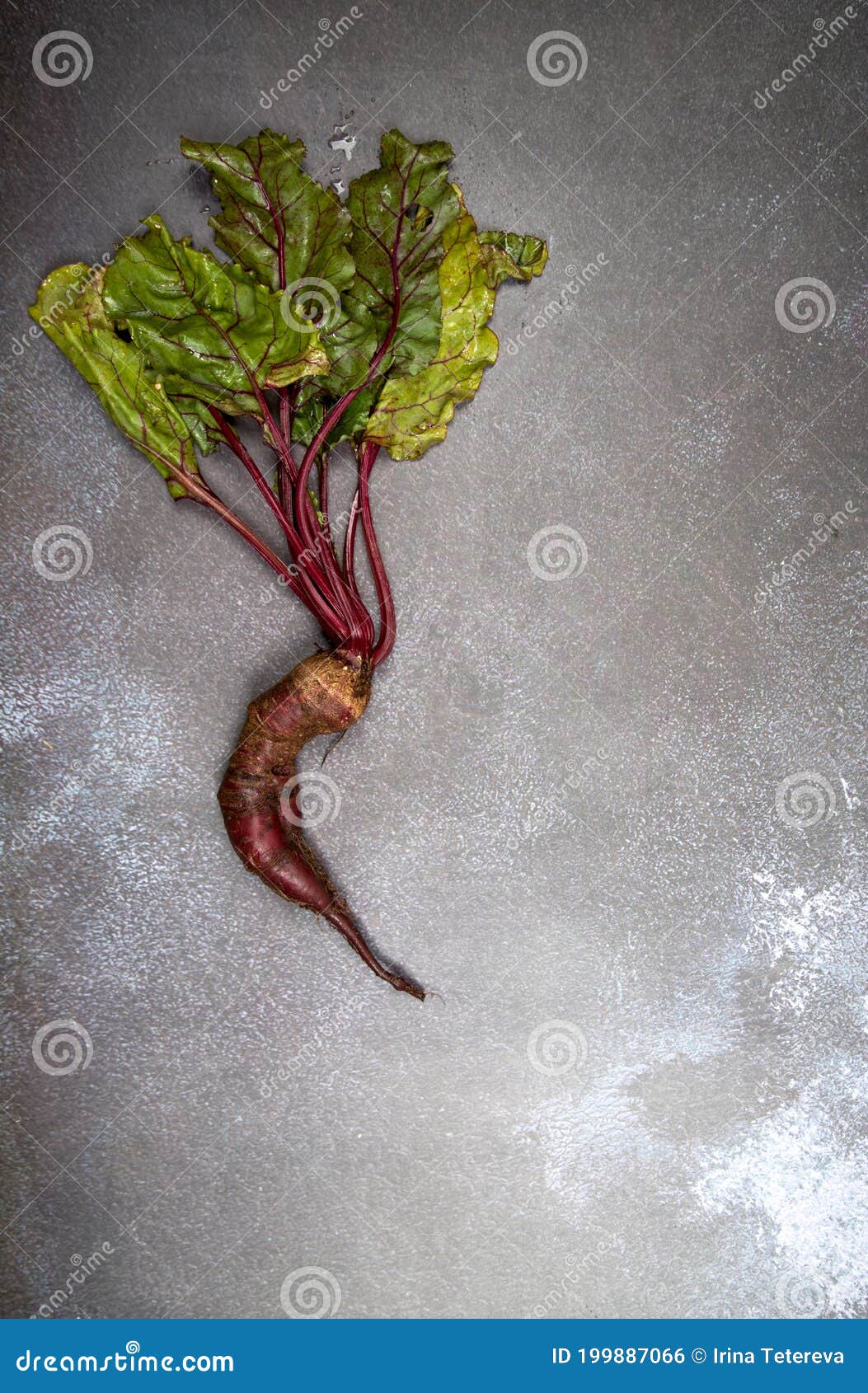 Deformed Ugly Beetroot With A Bizarre Shape On A Dark Background ...