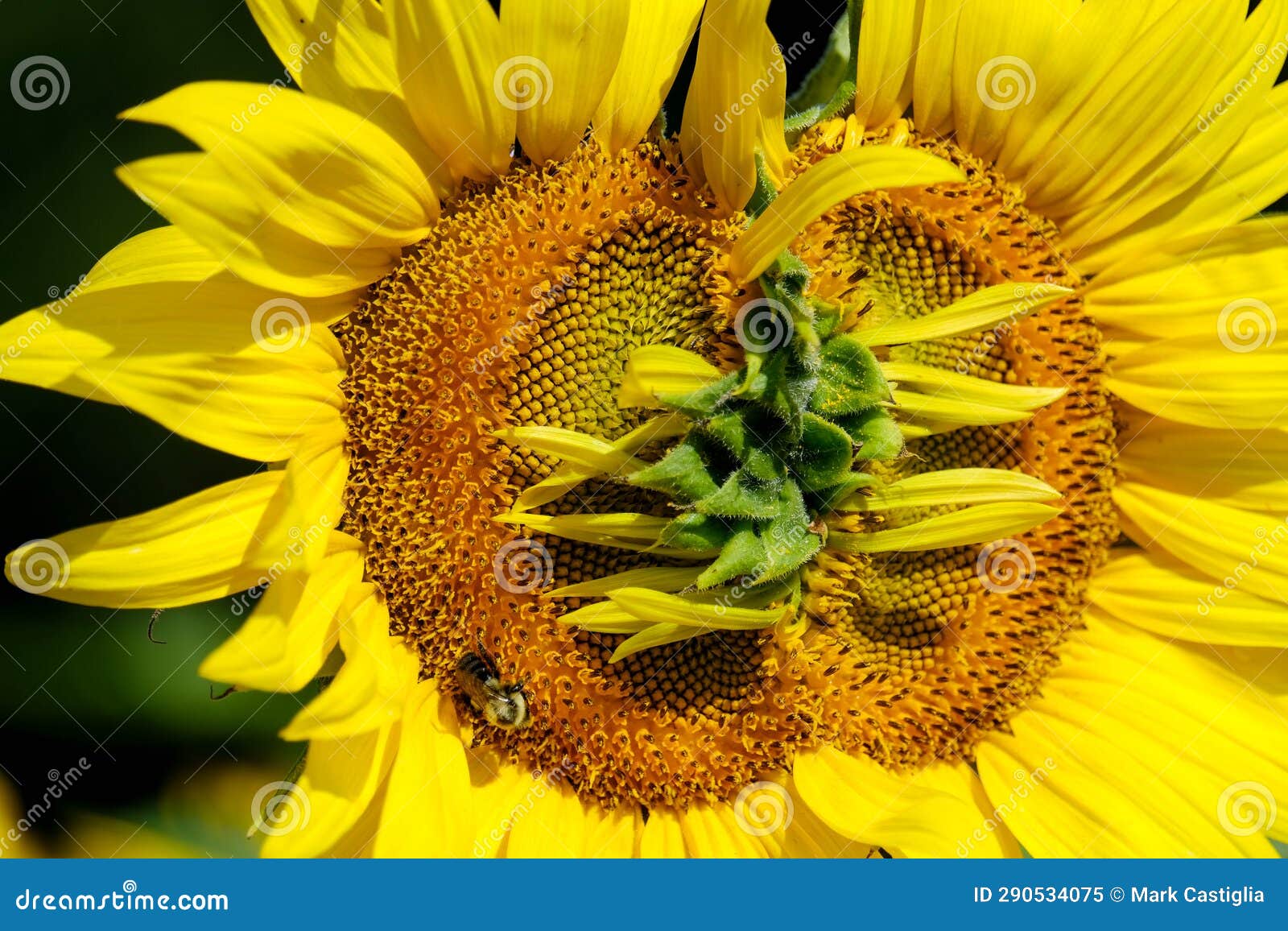 Deformulated Mutant Sunflower Shining in Light Still Draws a Bee Stock ...