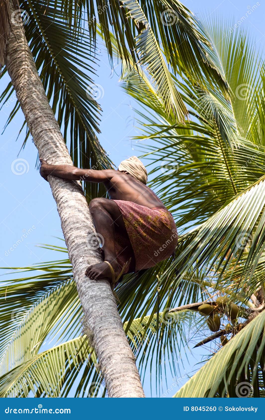 Deft Indian Man Picking Coconut Royalty-Free Stock Image ...
