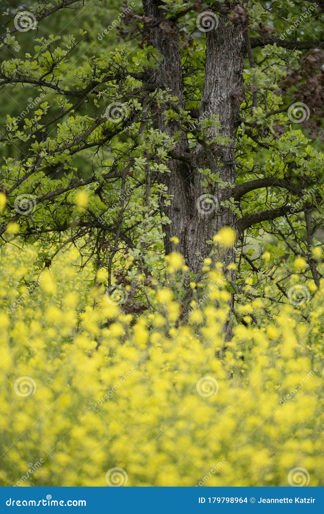 Defused Wild Yellow Mustard in Front of Tall Tree Stock Photo - Image ...