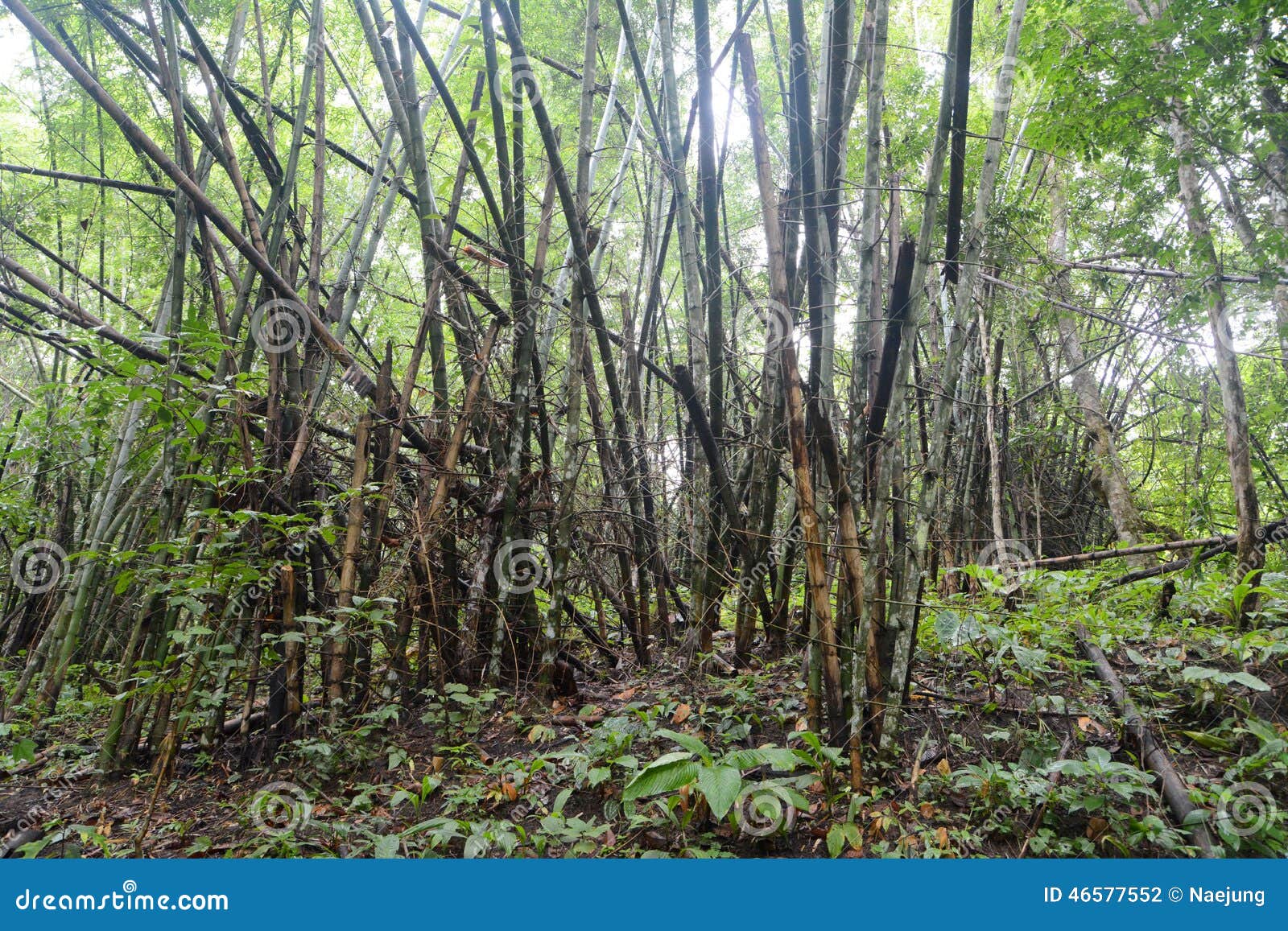 Degradation Bamboo forest stock photo. Image of foliage - 46577552