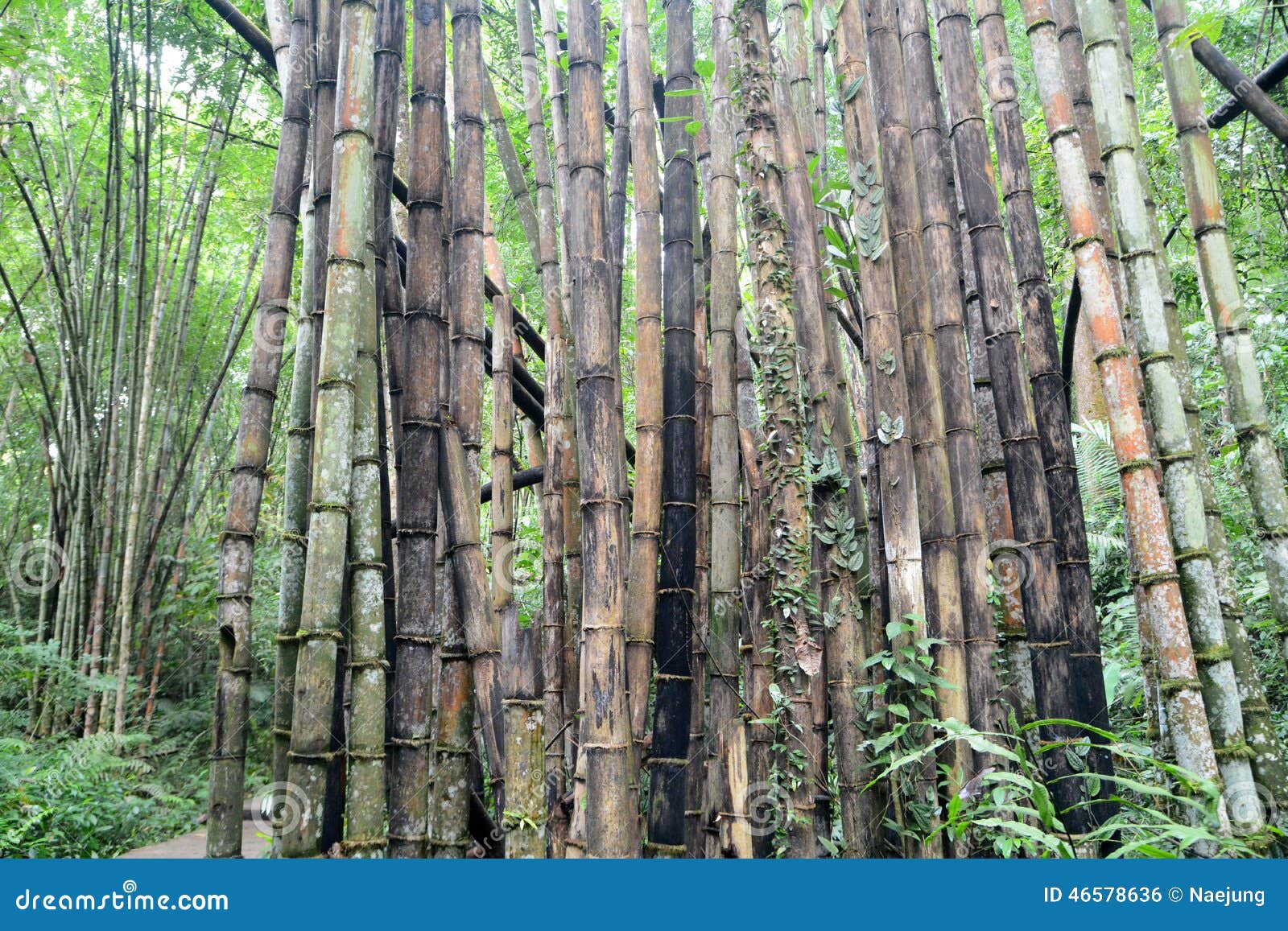 Degradation Bamboo forest stock photo. Image of color - 46578636