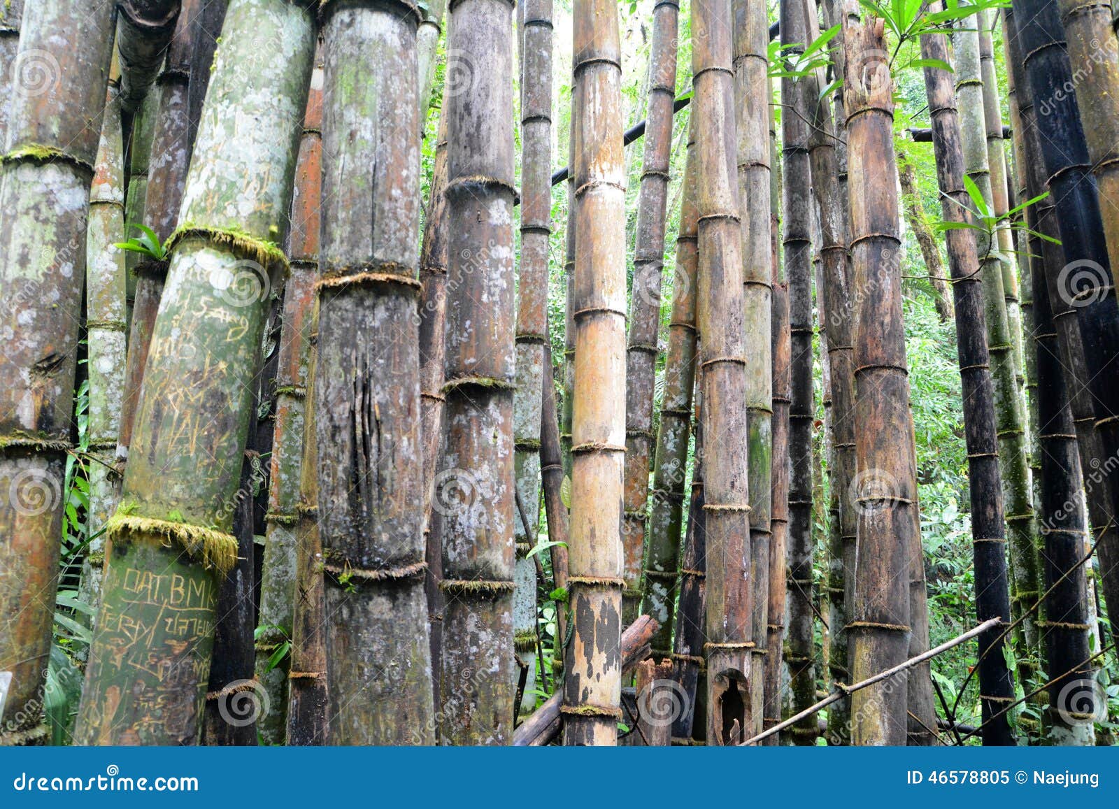 Degradation Bamboo forest stock image. Image of botanical - 46578805
