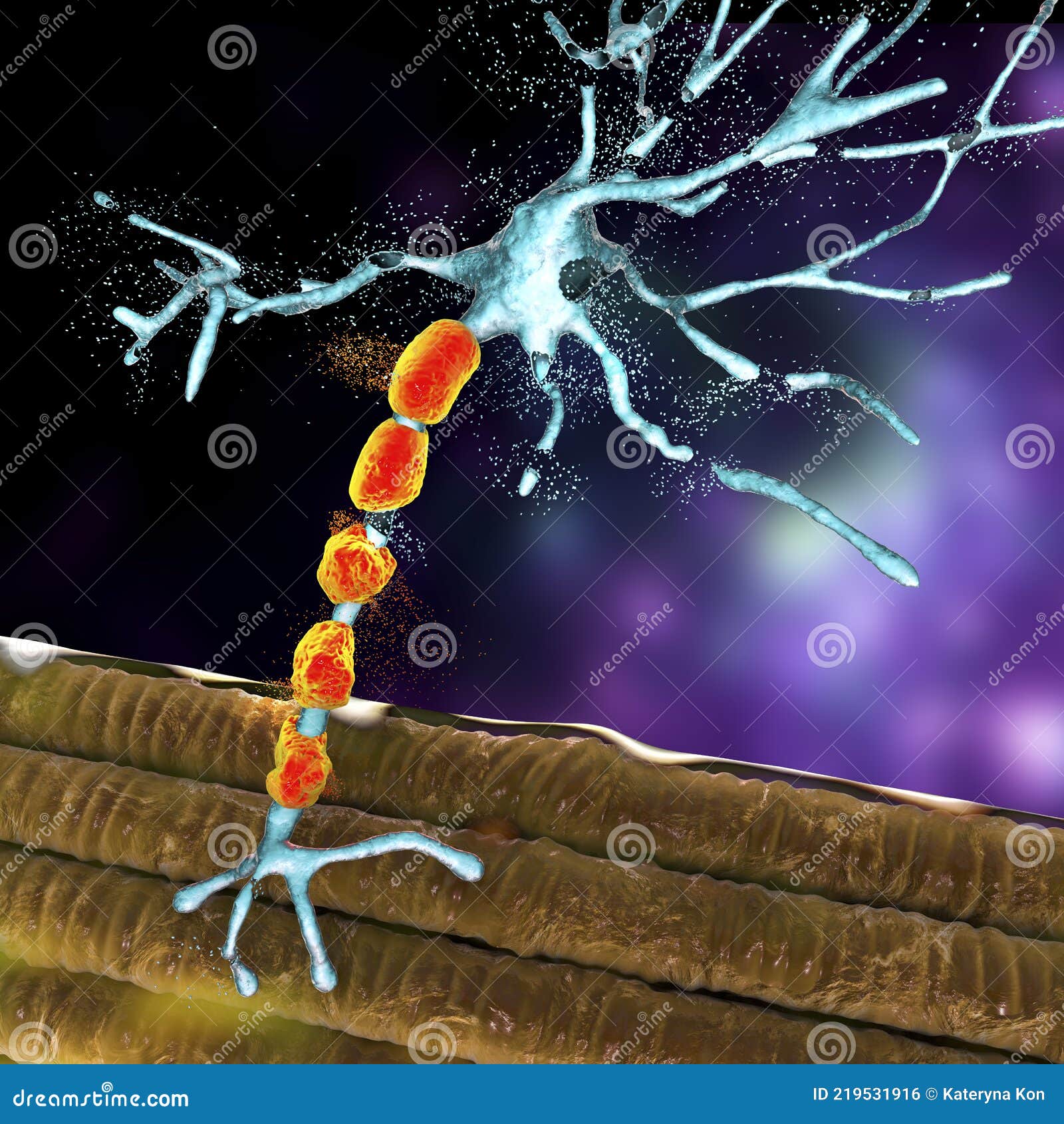 Illustration Of Neuron Anatomy. Vector Infographic Neuron, Nerve Cell ... Illustration Of Neuron Anatomy. Vector Infographic Neuron, Nerve Cell ...