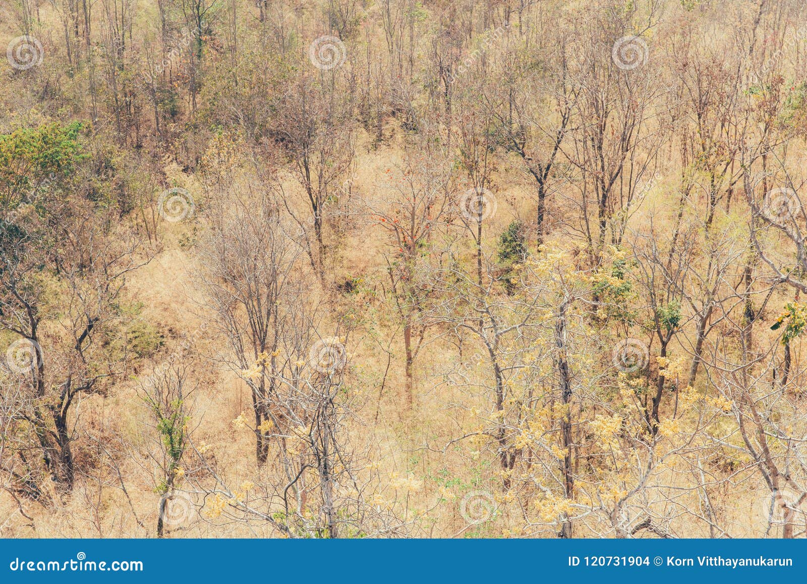 Degraded Forest Dry Arid Land Stock Photo - Image of desert, asia ...