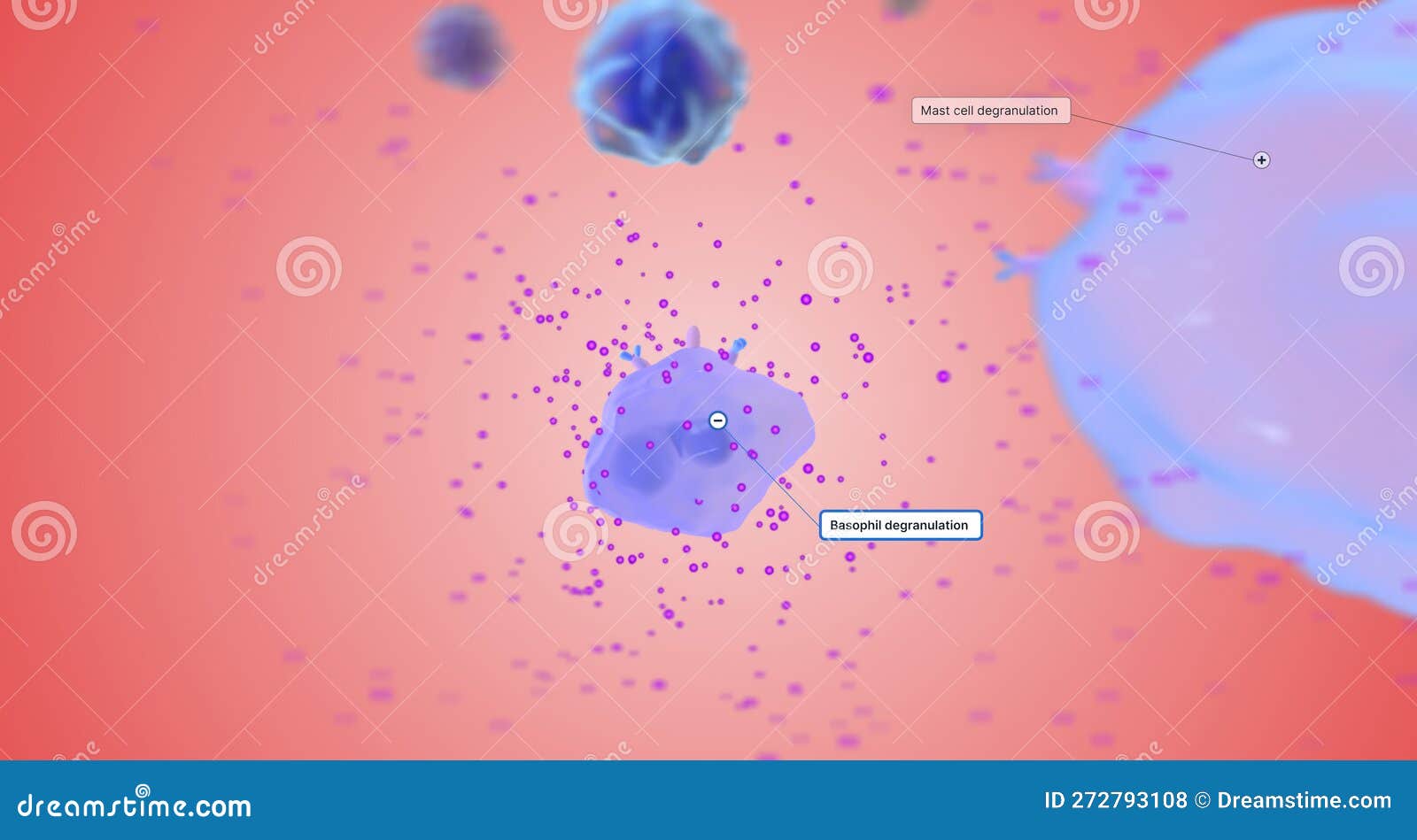 Degranulation Of Mast Cells And Basophils Stock Photo | CartoonDealer ...