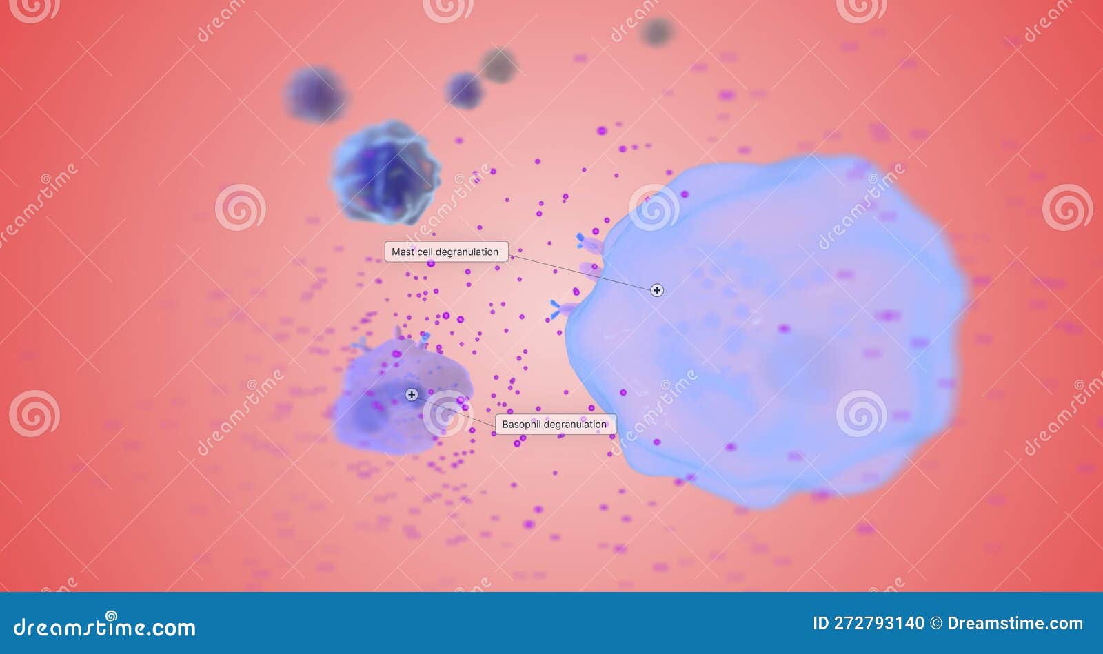 Degranulation of Mast Cells and Basophils Stock Illustration ...