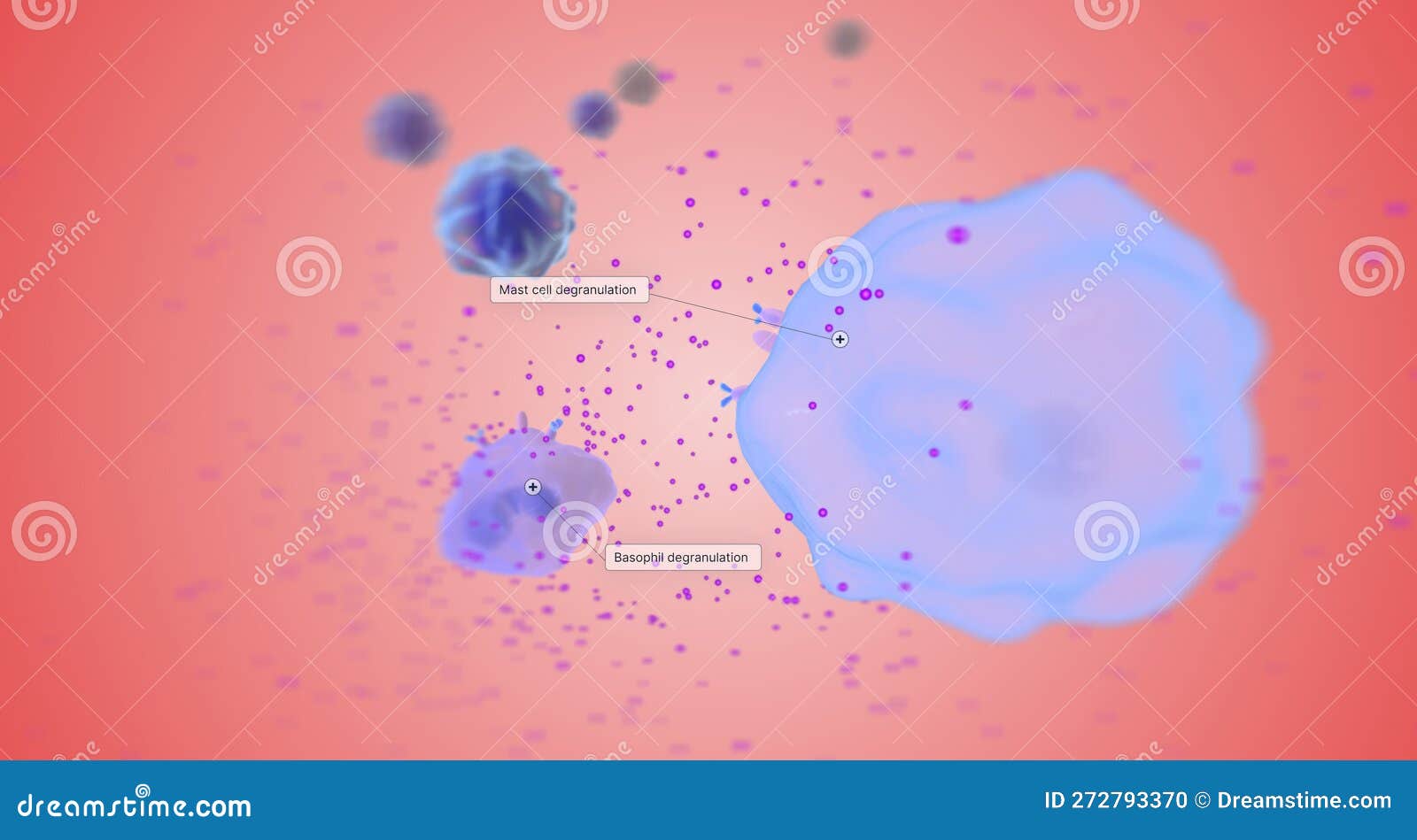 Degranulation Of Mast Cells And Basophils Stock Photo | CartoonDealer ...