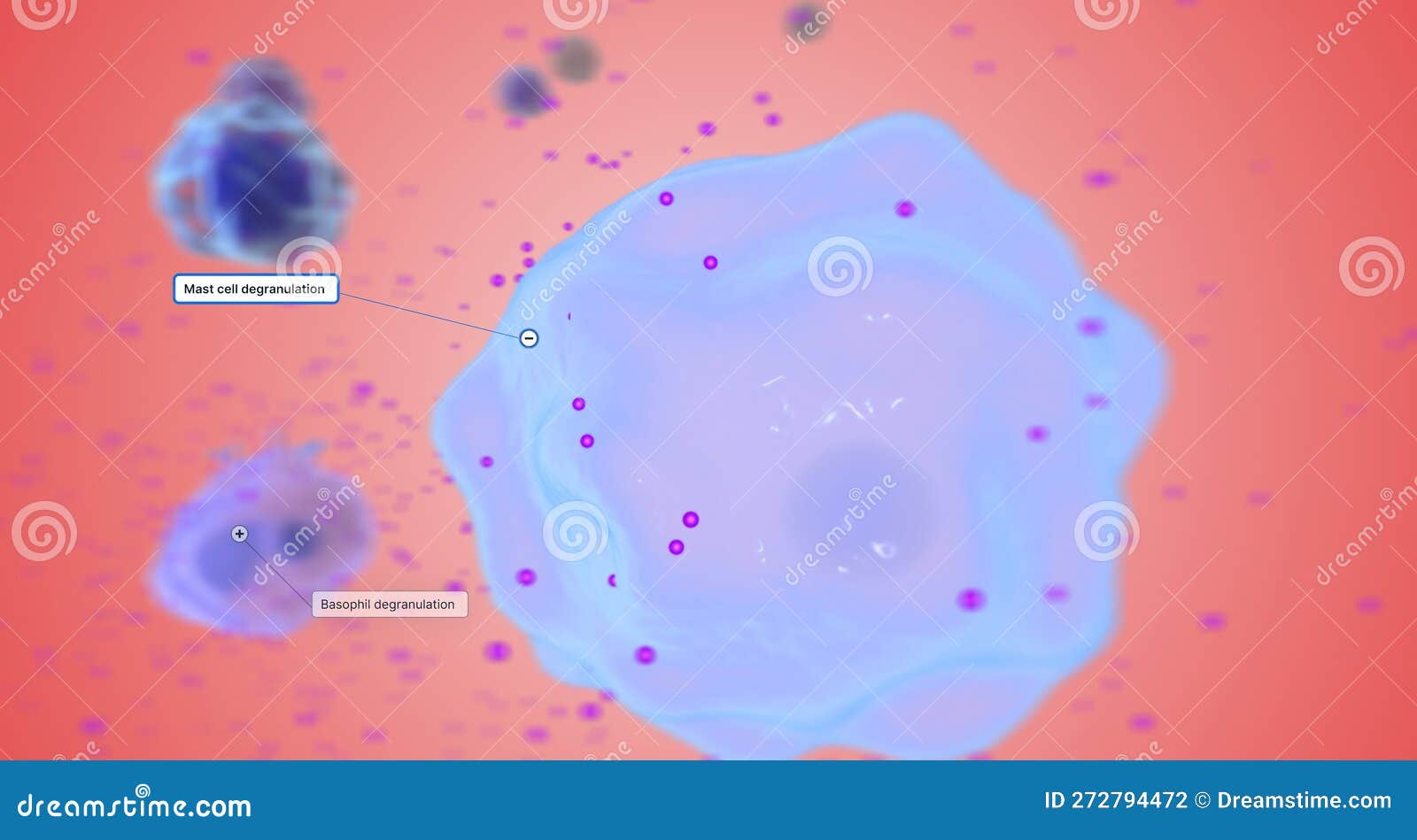 Degranulation of Mast Cells and Basophils Stock Illustration ...