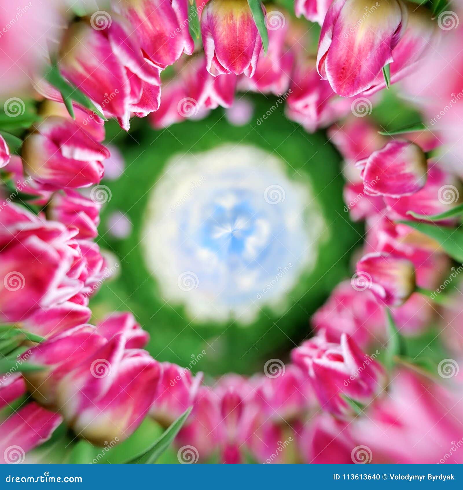 360 Degree View of Tulips in Spring Field Stock Photo - Image of ...