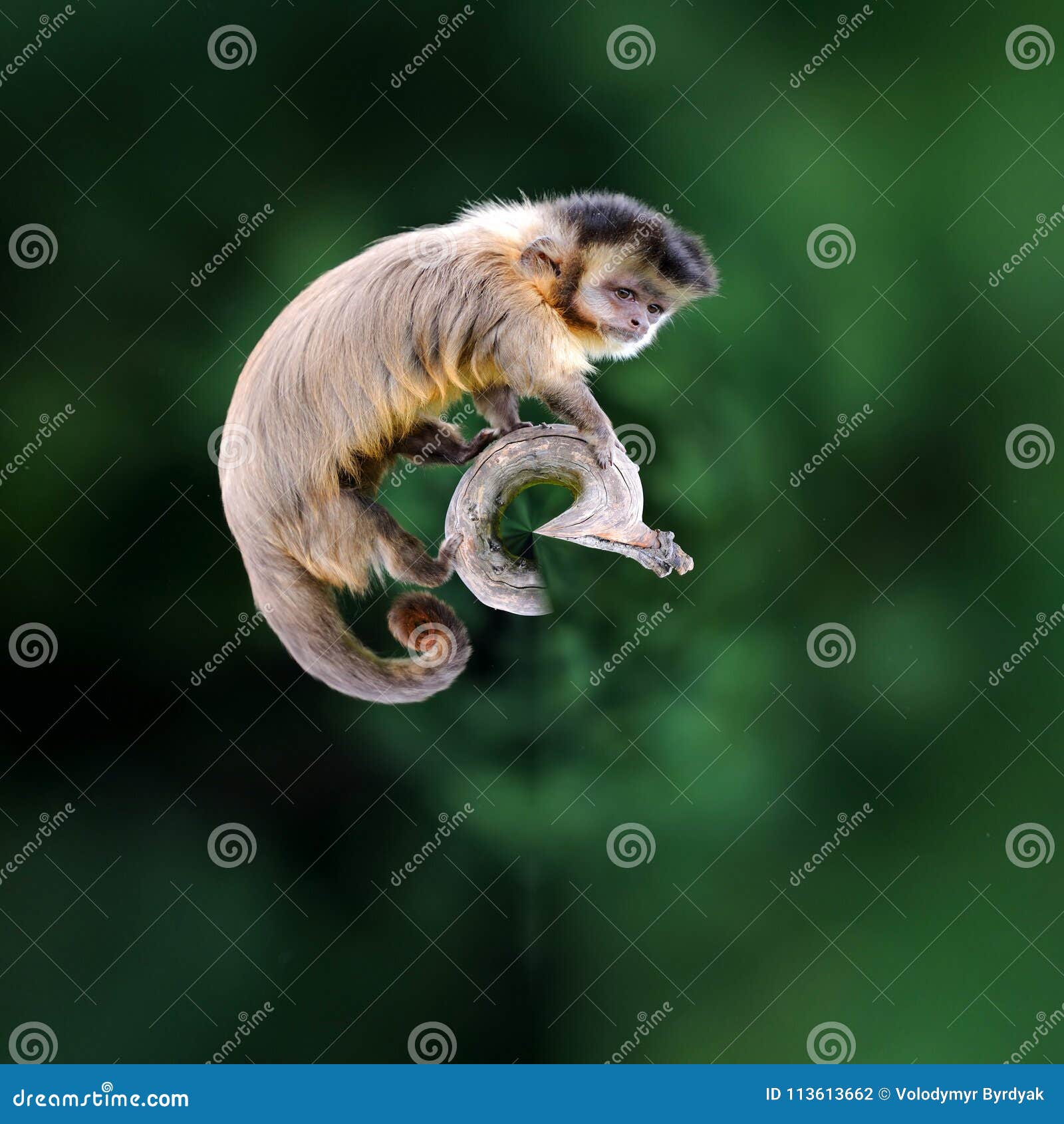 360 Degree View of Capuchin Monkey Stock Photo - Image of circle, globe ...