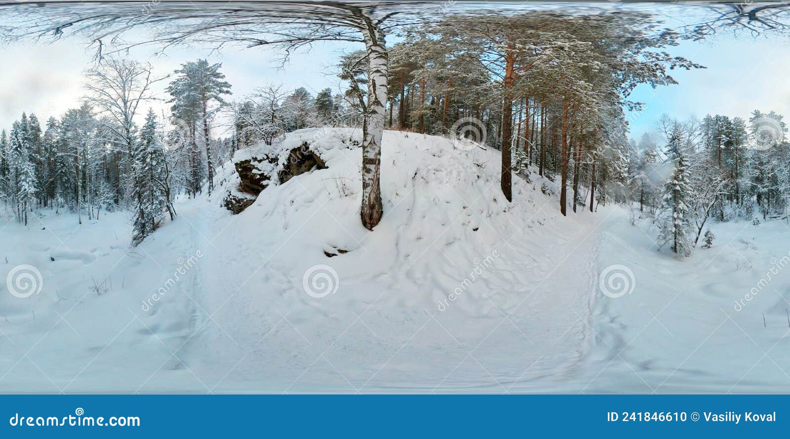 360 degree winter forest stock photo. Image of frost - 241846610