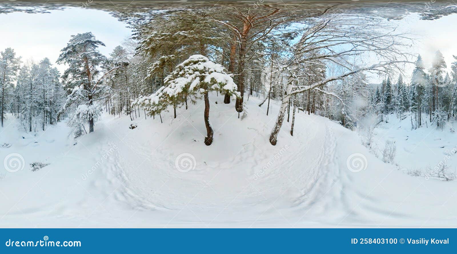 360 degree winter forest stock photo. Image of snowy - 258403100