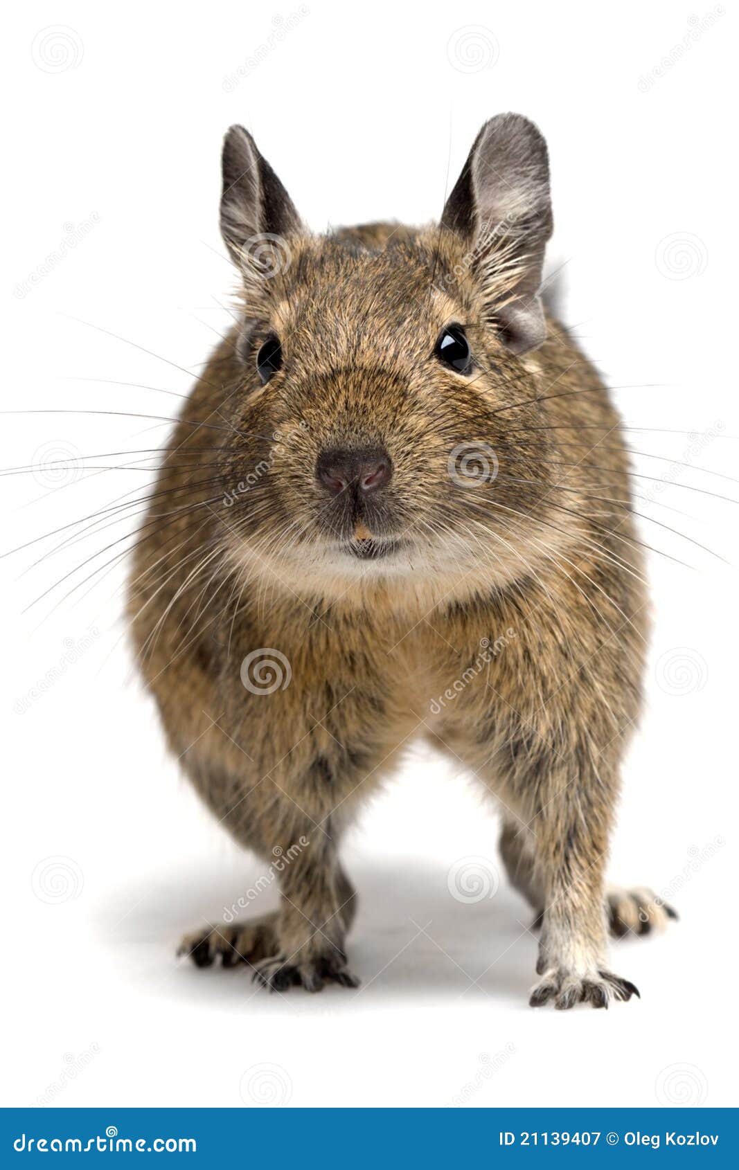Degu stock image. Image of degu, ground, closeup, close - 21139407