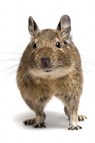 Degu stock image. Image of degu, ground, closeup, close - 21139407