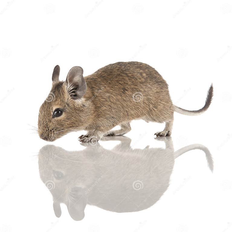 Degu stock image. Image of rodent, degu, bush, animals - 24134321