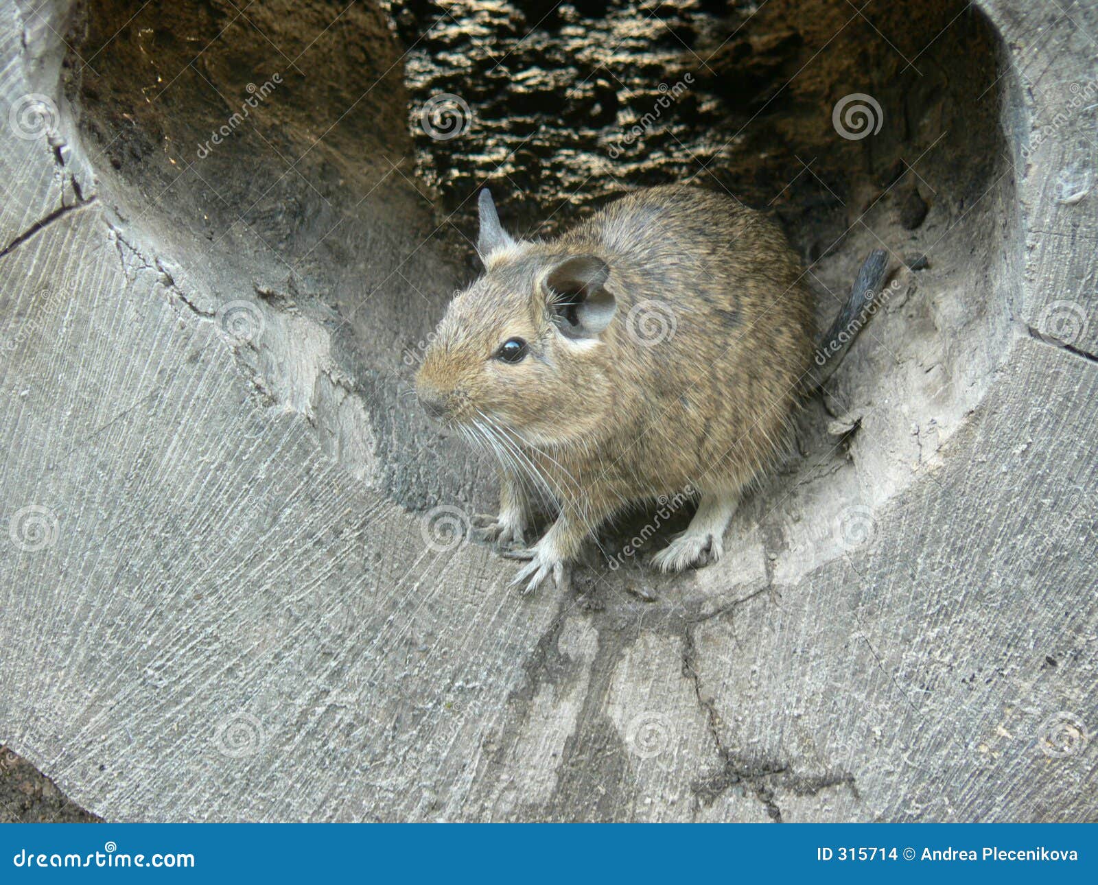 Degu stock photo. Image of animals, degus, mammals, wildlife - 315714