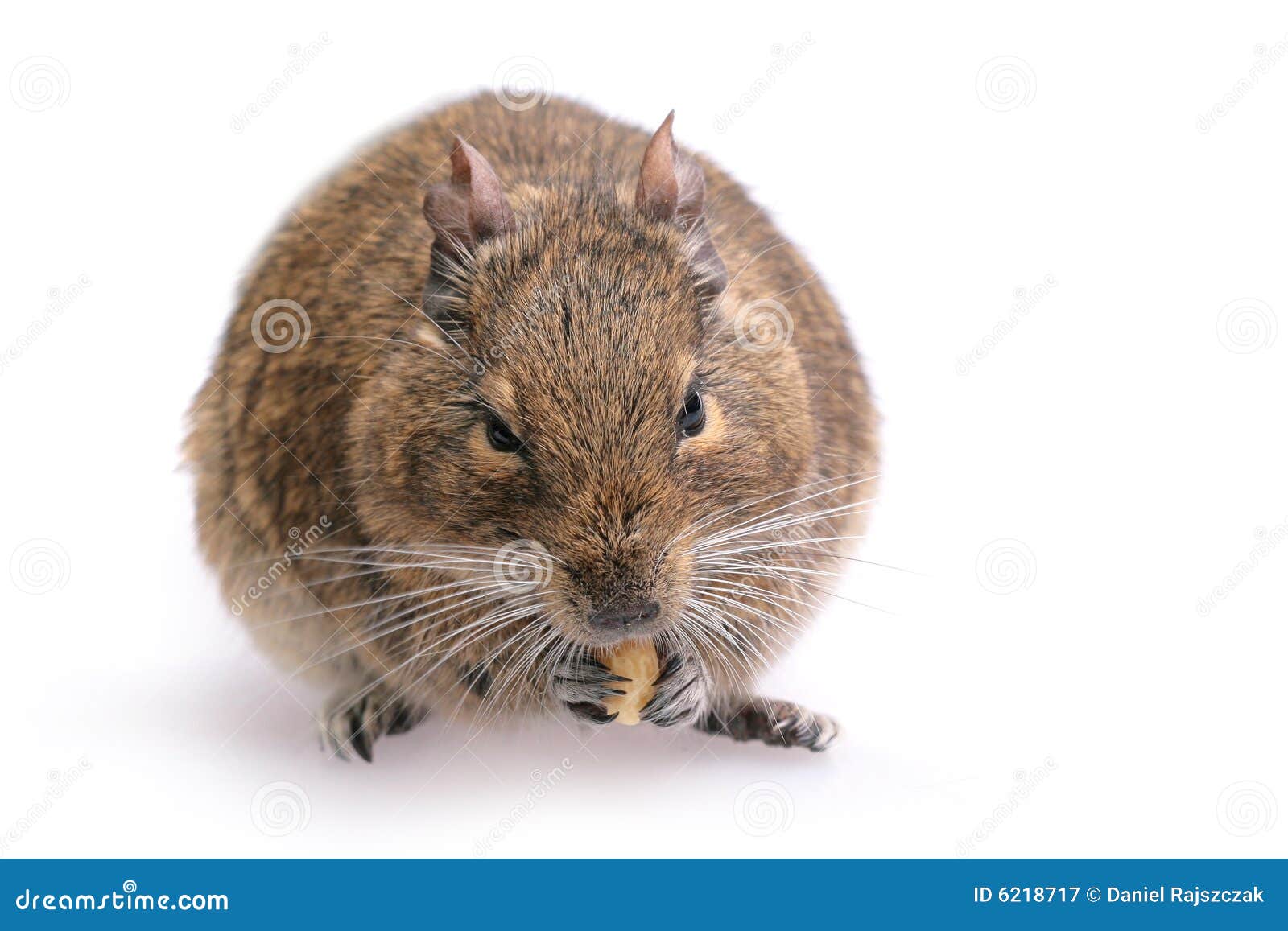 Degu Picture. Image: 6218717