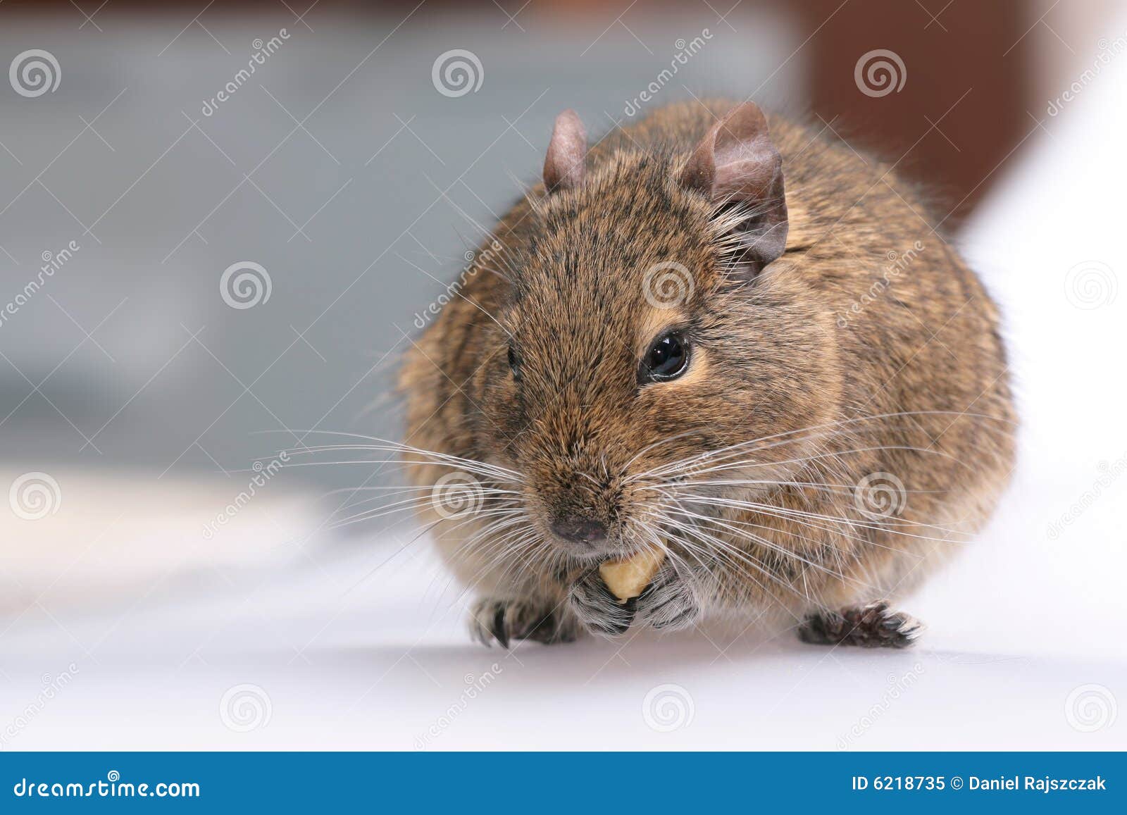 Degu stock image. Image of degu, hand, living, close, horizontal - 6218735
