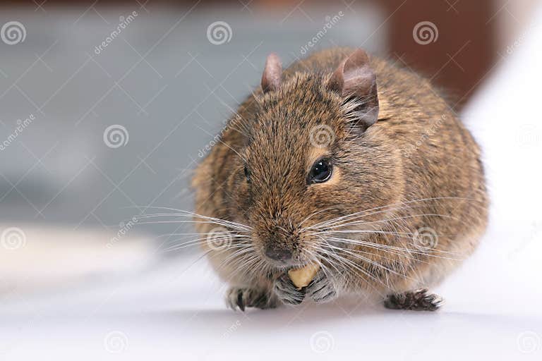 Degu stock image. Image of degu, hand, living, close, horizontal - 6218735