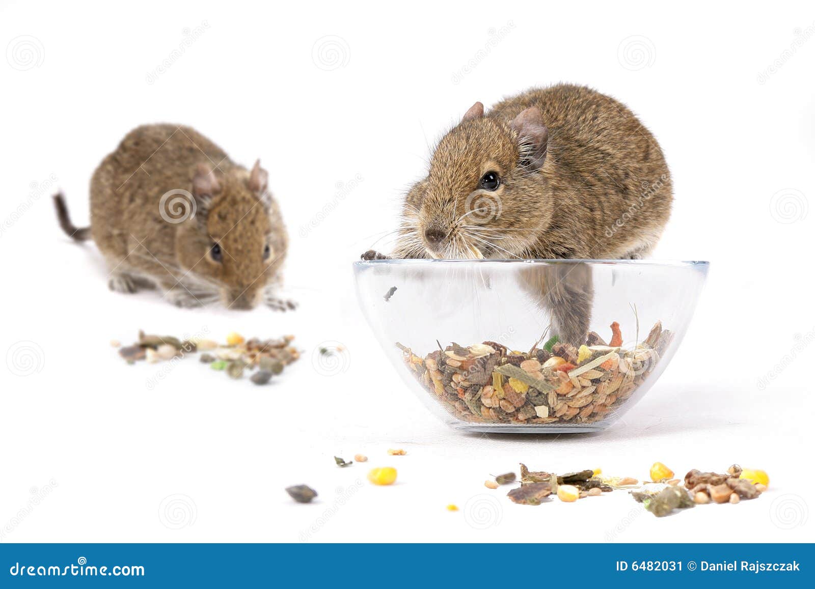 Degu stock image. Image of chilean, mammal, degu, white - 6482031