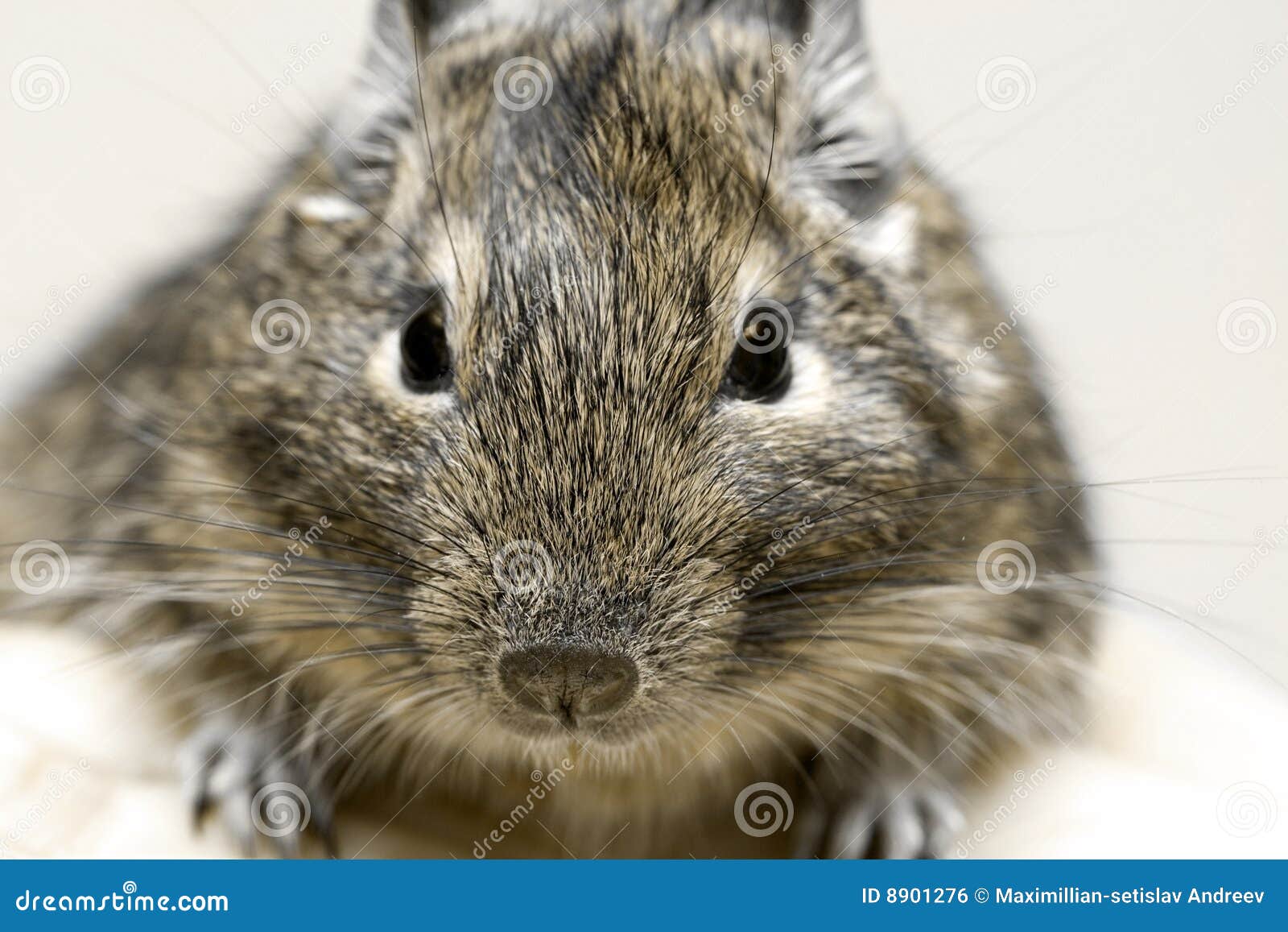 Degu stock photo. Image of degu, whisker, cute, rodents - 8901276