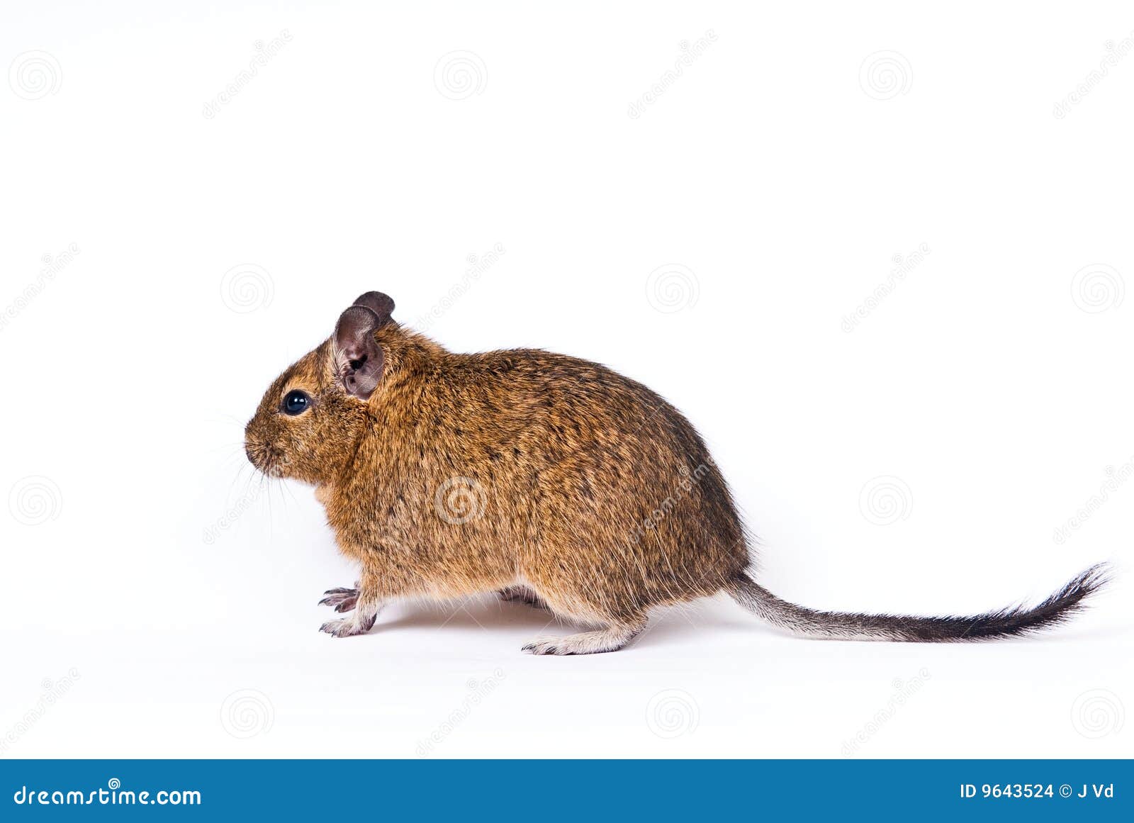Degu stock photo. Image of domestic, cute, sweet, house - 9643524